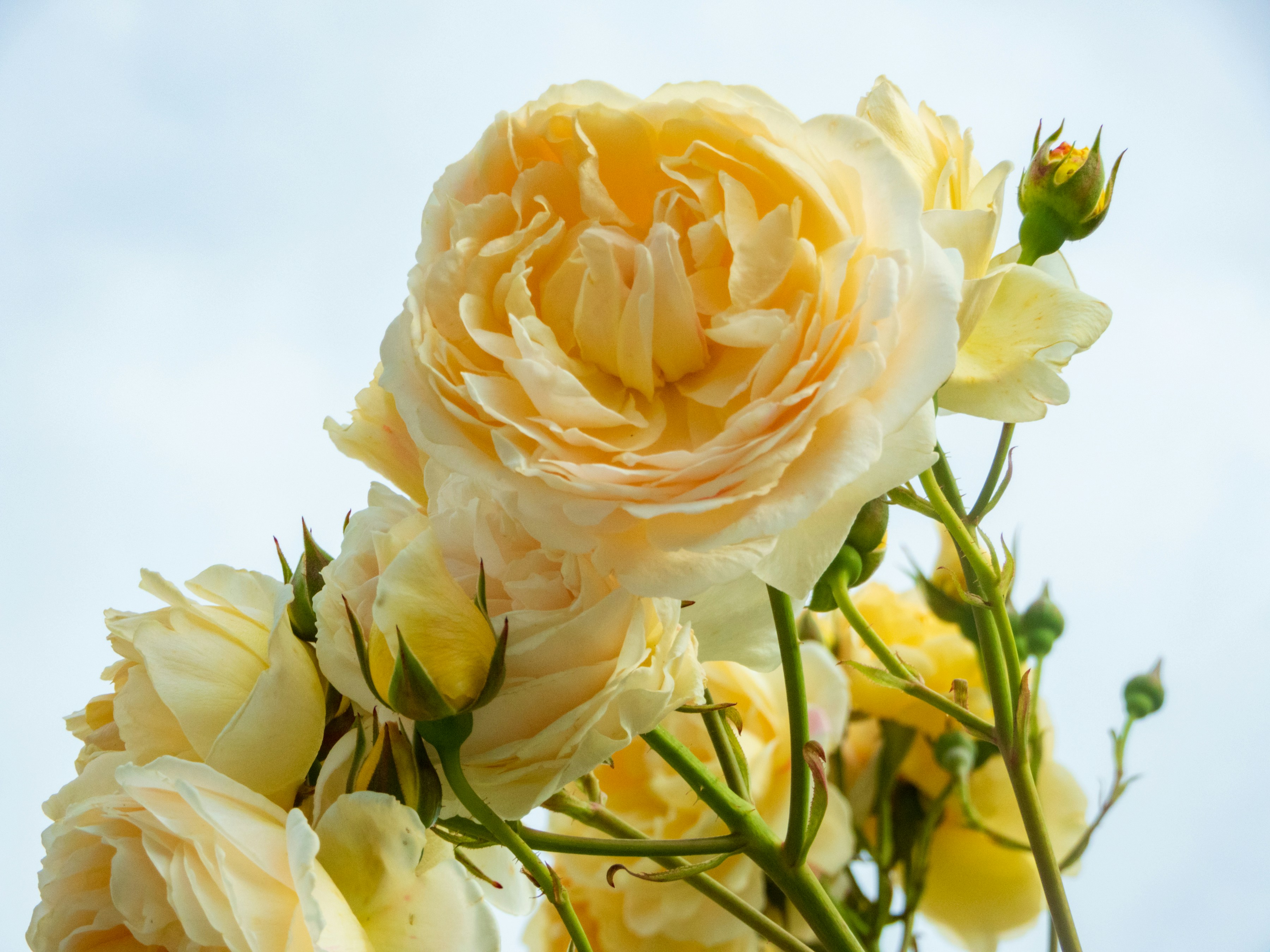 A close up of a yellow rose photo – Free Japan Image on Unsplash