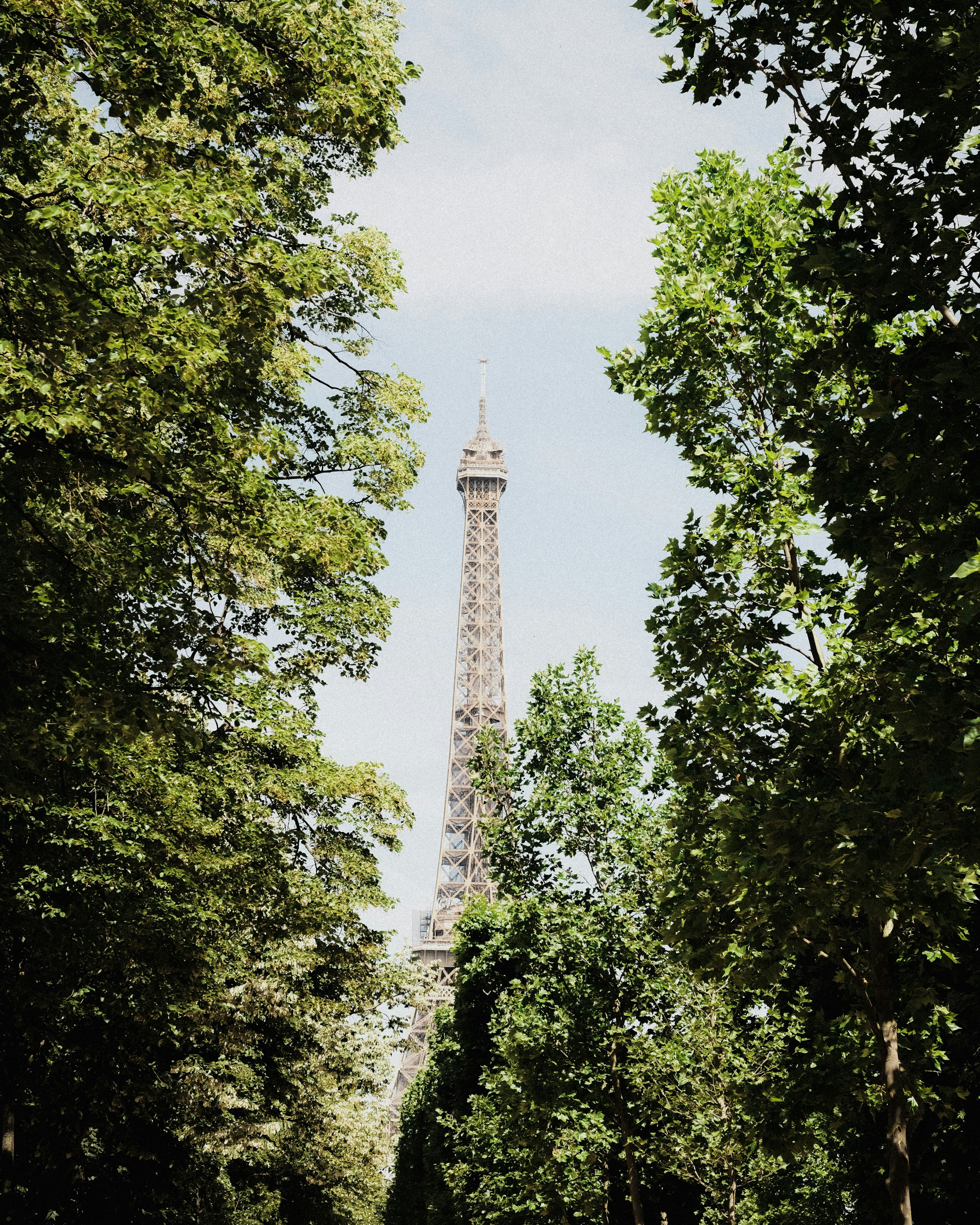 Eiffel Tower Framed by Parisian Canopy in a Sunlit Park