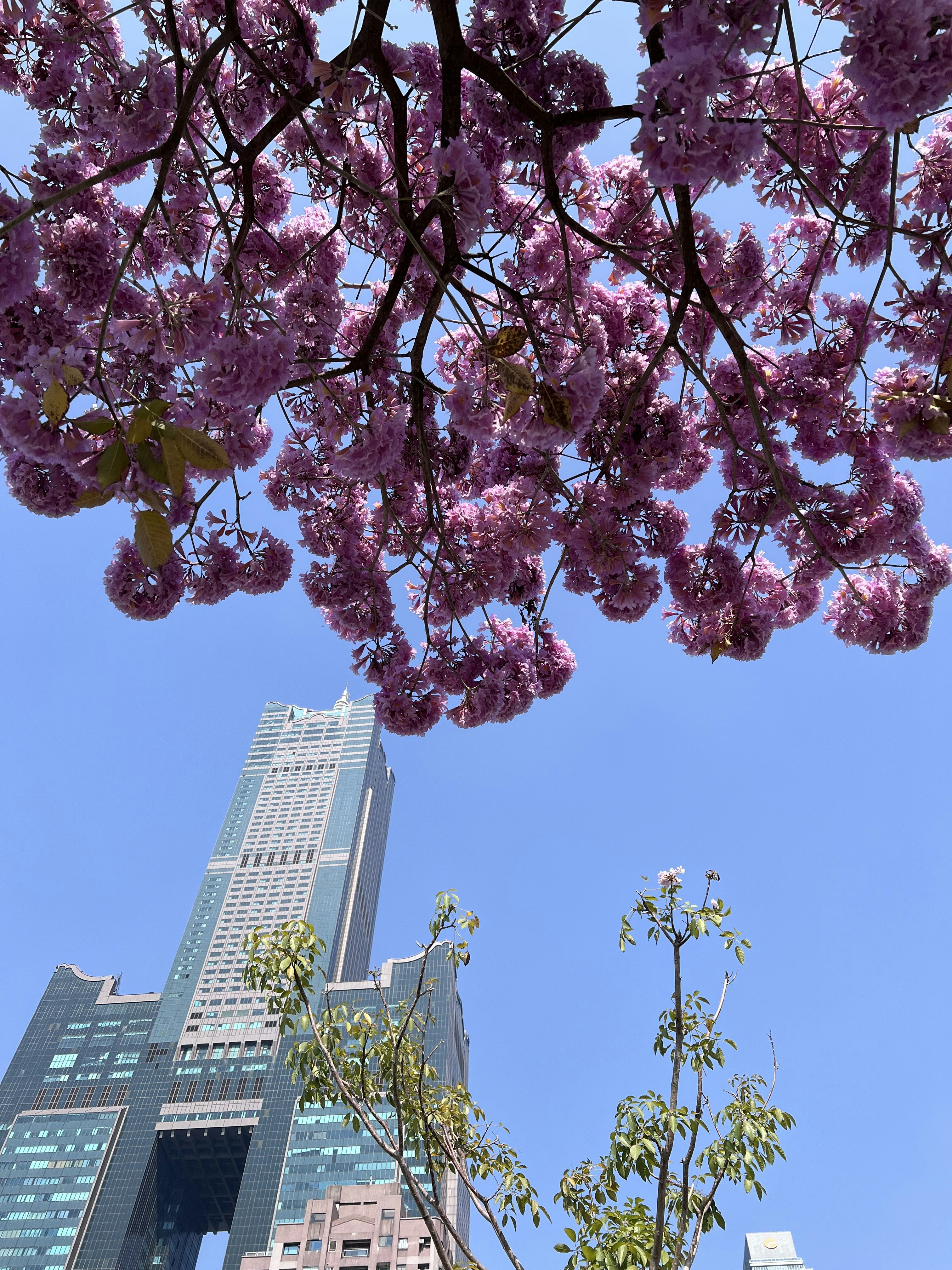 Violet Canopy Above a Tower: Spring Blooms Meet the City Sky