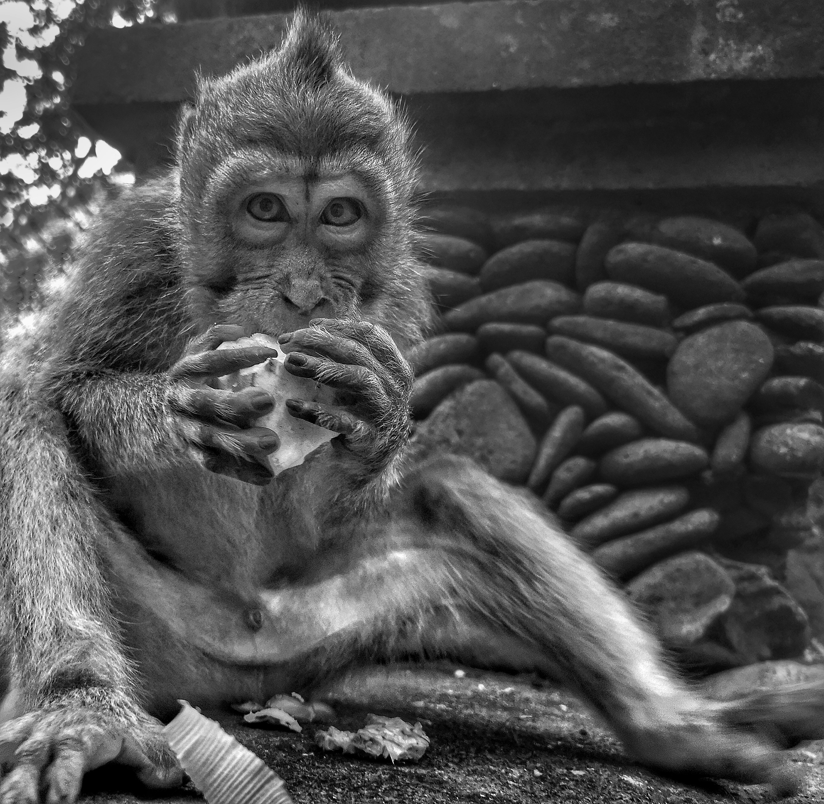 Un mono sosteniendo a un mono bebé foto – Imagen de Bali gratuita en ...