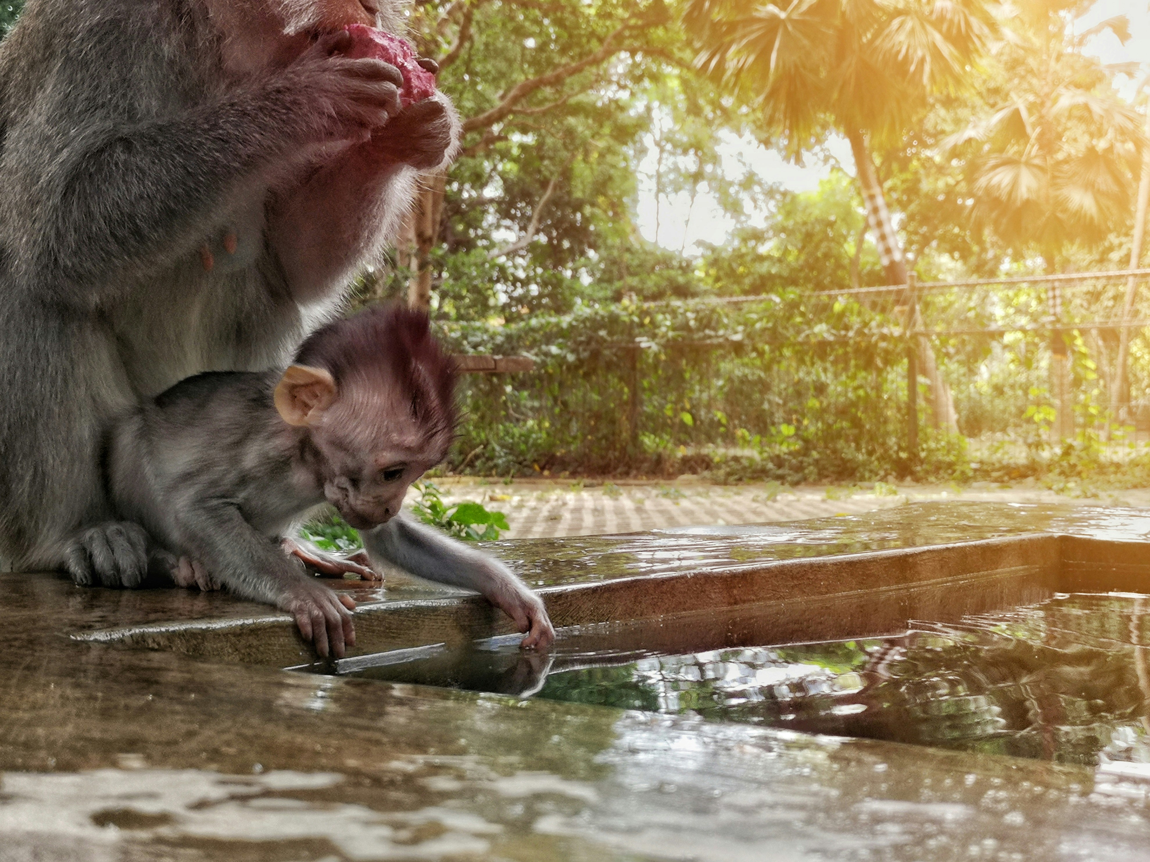 Un mono sosteniendo un pez foto – Imagen de Bali gratuita en Unsplash