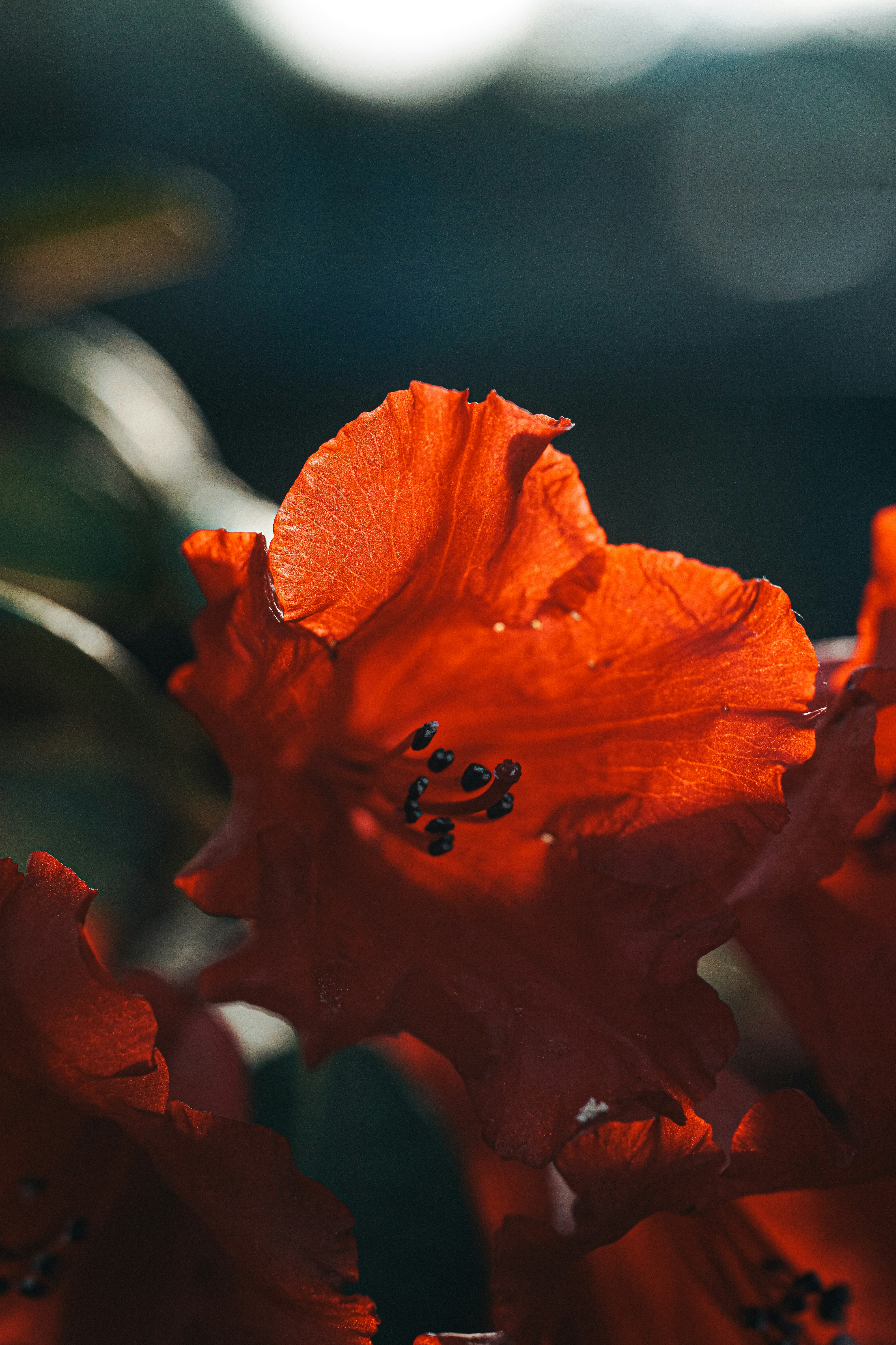 A close up of a flower photo – Free Inverness Image on Unsplash