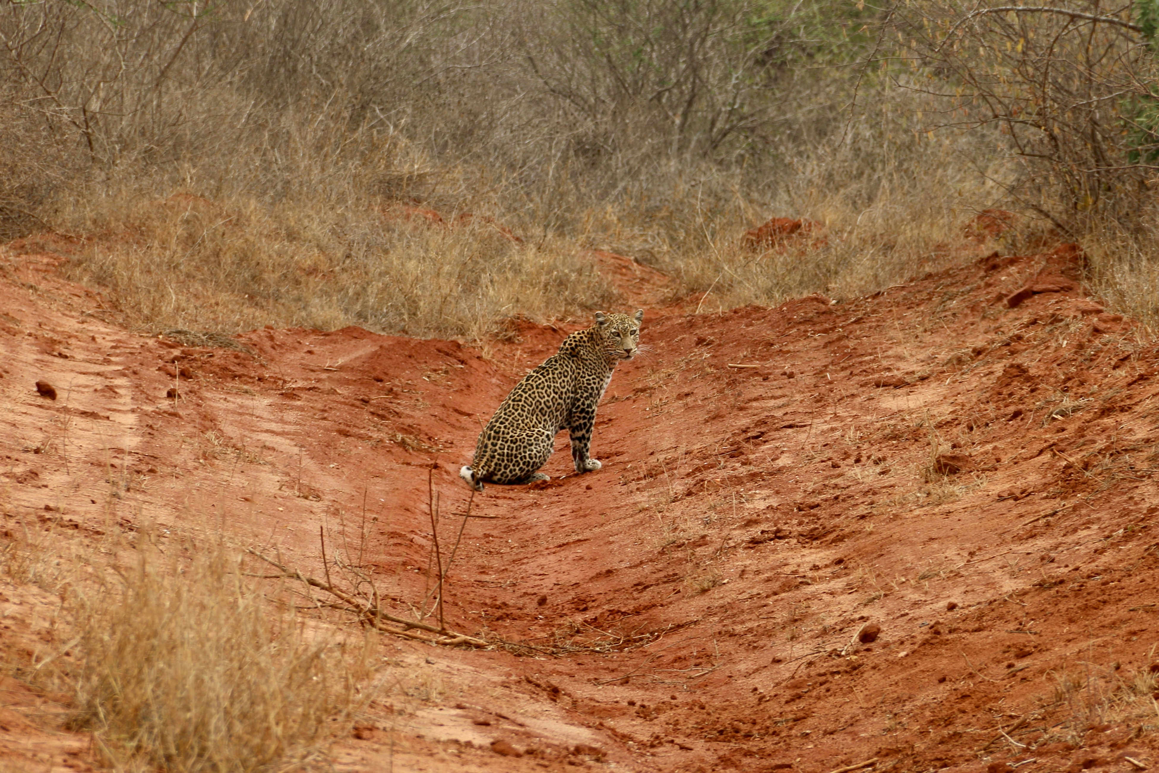 A leopard sits poised on a red earth path, blending seamlessly with its surroundings in a dry, grassy landscape.
