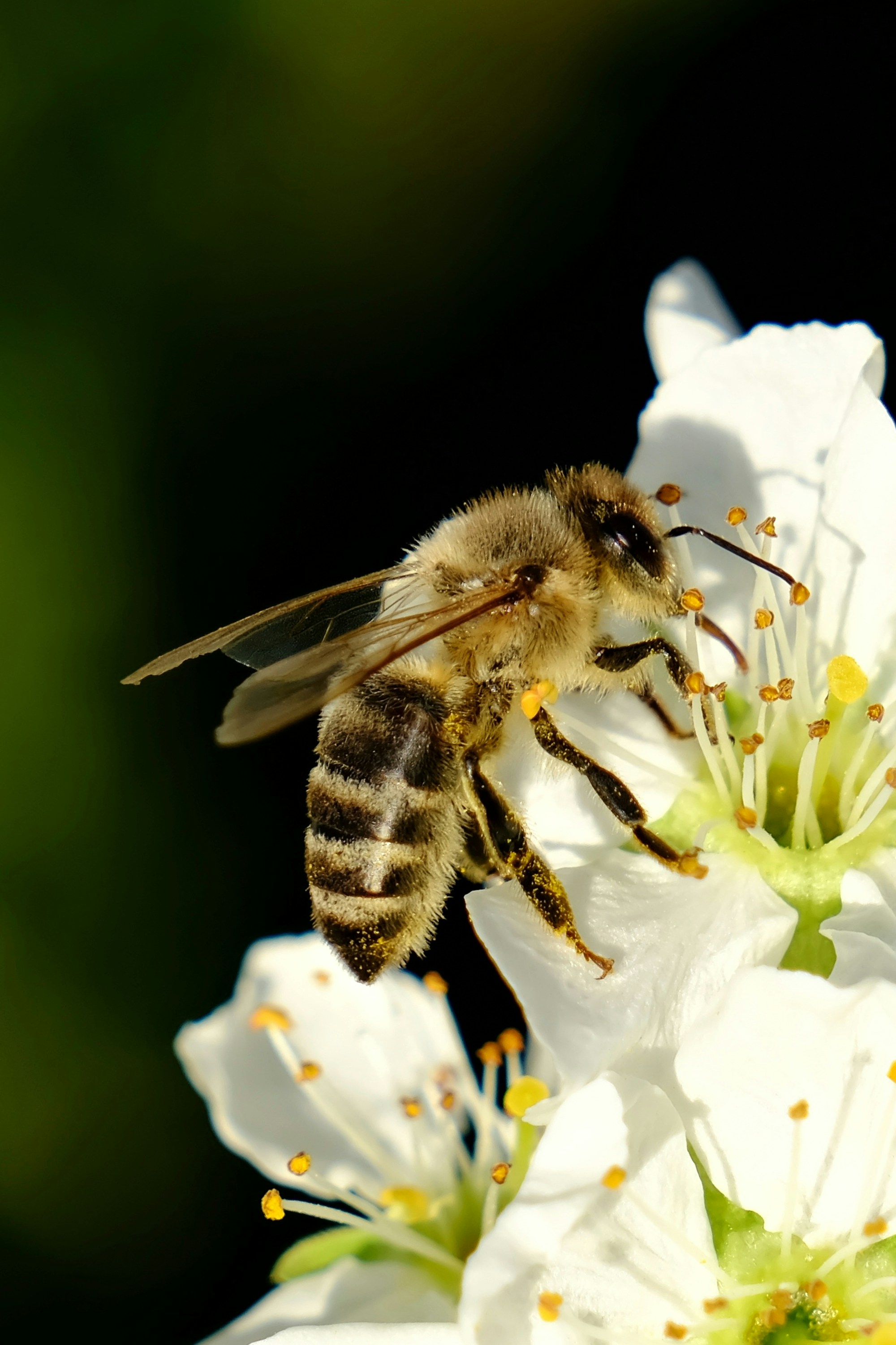 Pollinating on White Petals: A Honeybee in Focus