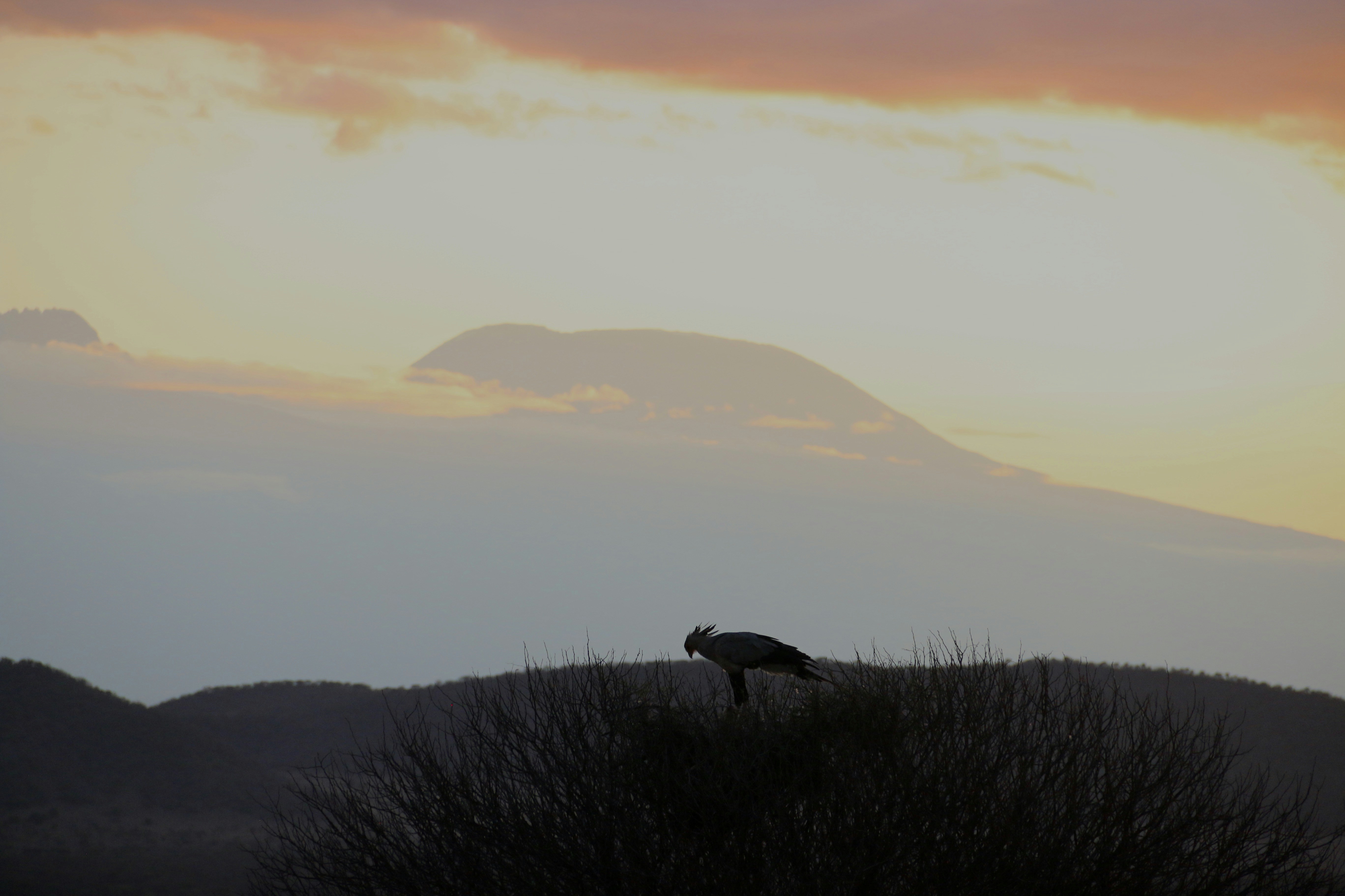 Silhouette of a Lone Wader on a Horizon-Backlit Bush