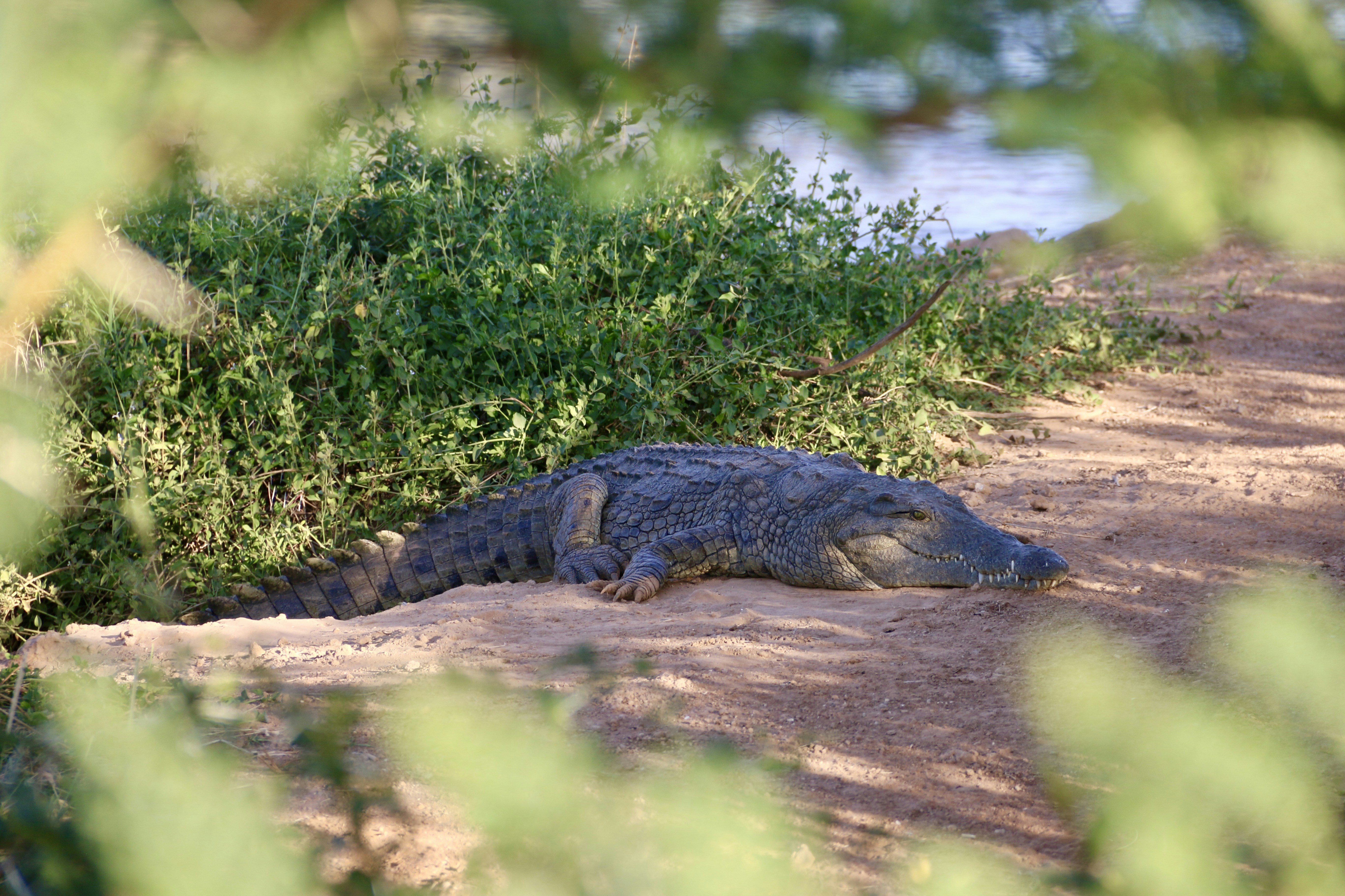Sunlit Stillness: Crocodile Draped Across a Dusty Riverbank