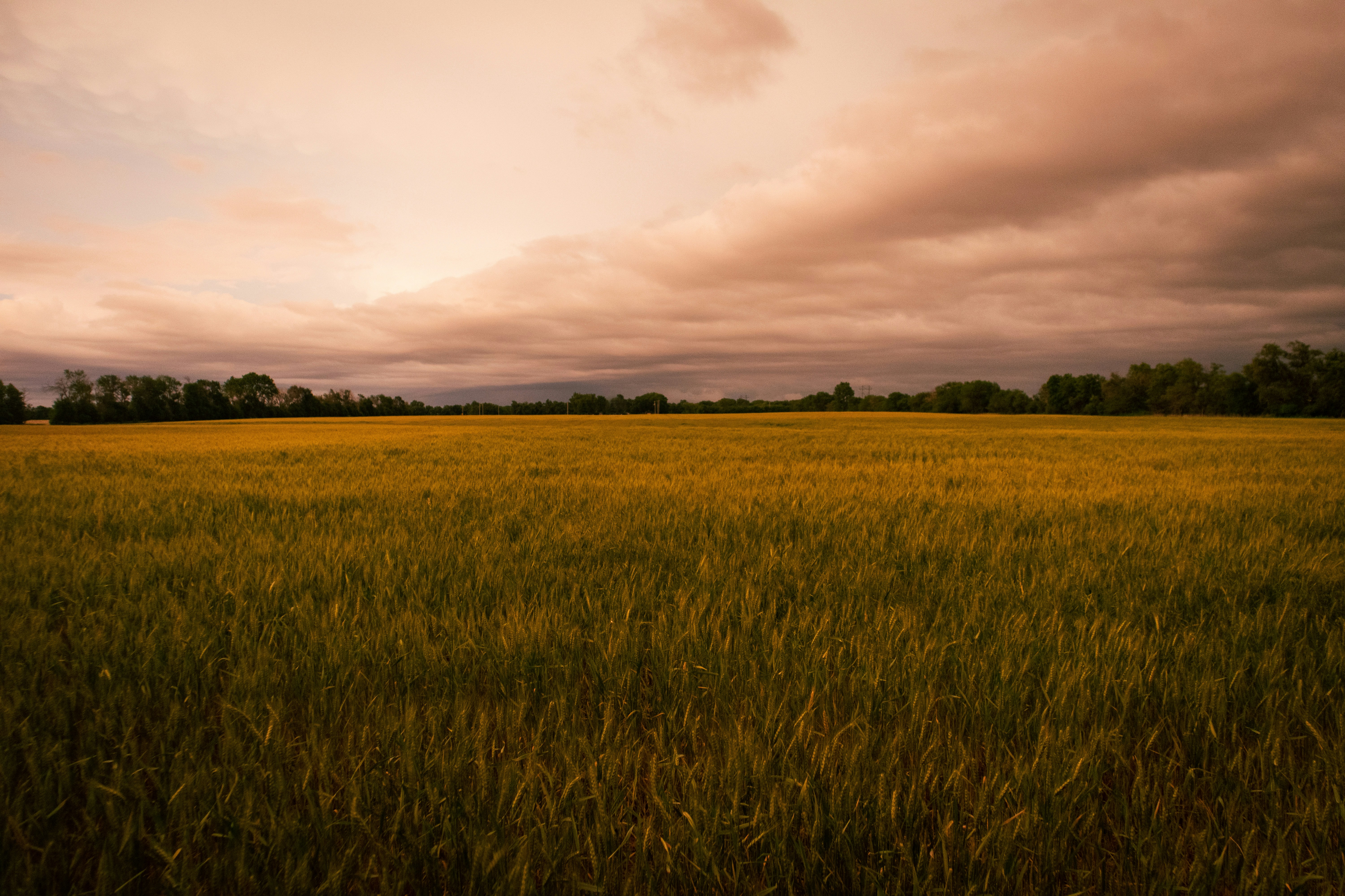 Un grand champ d’herbe photo – Photo Champ Gratuite sur Unsplash