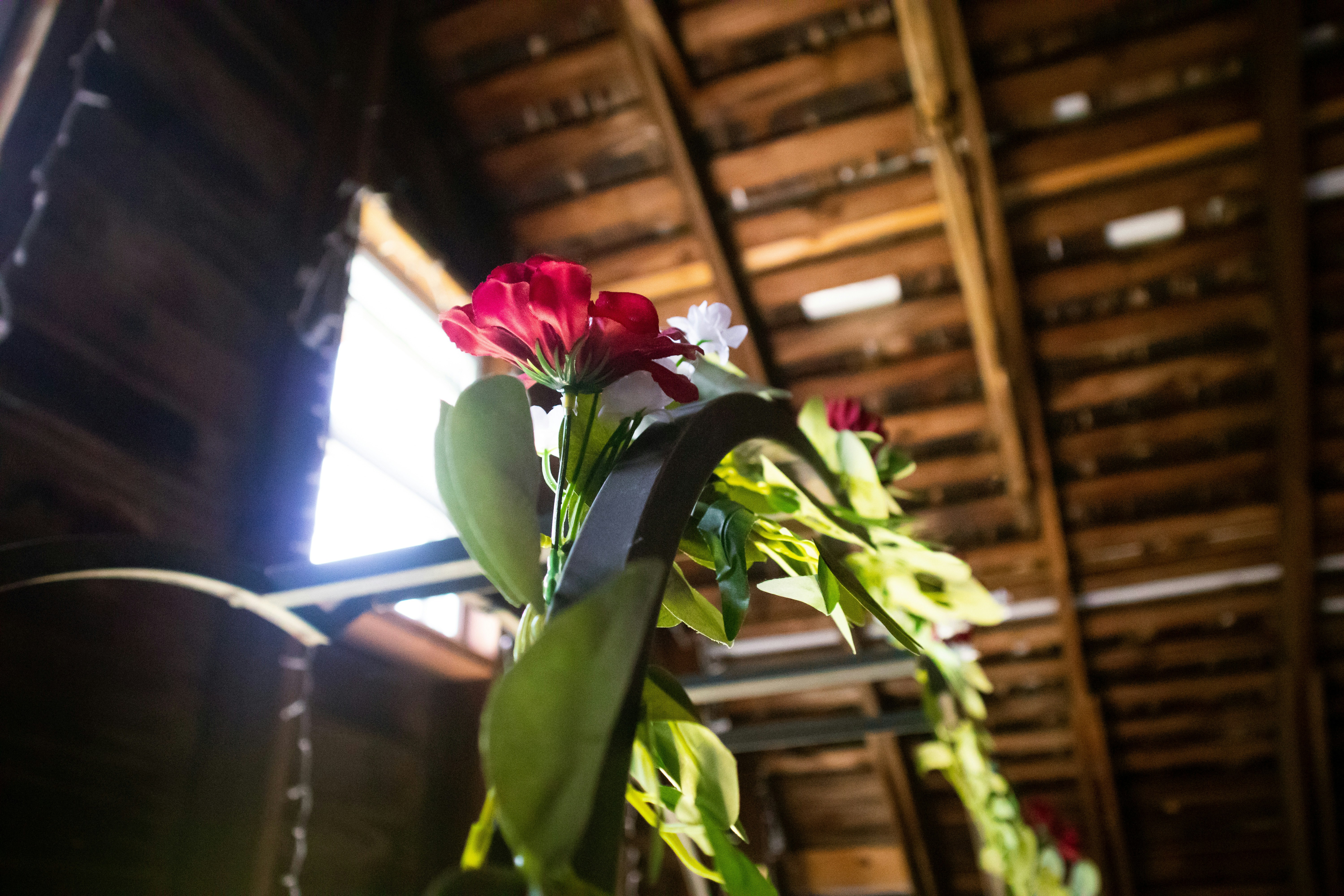 Bloom in the Rooftop Light