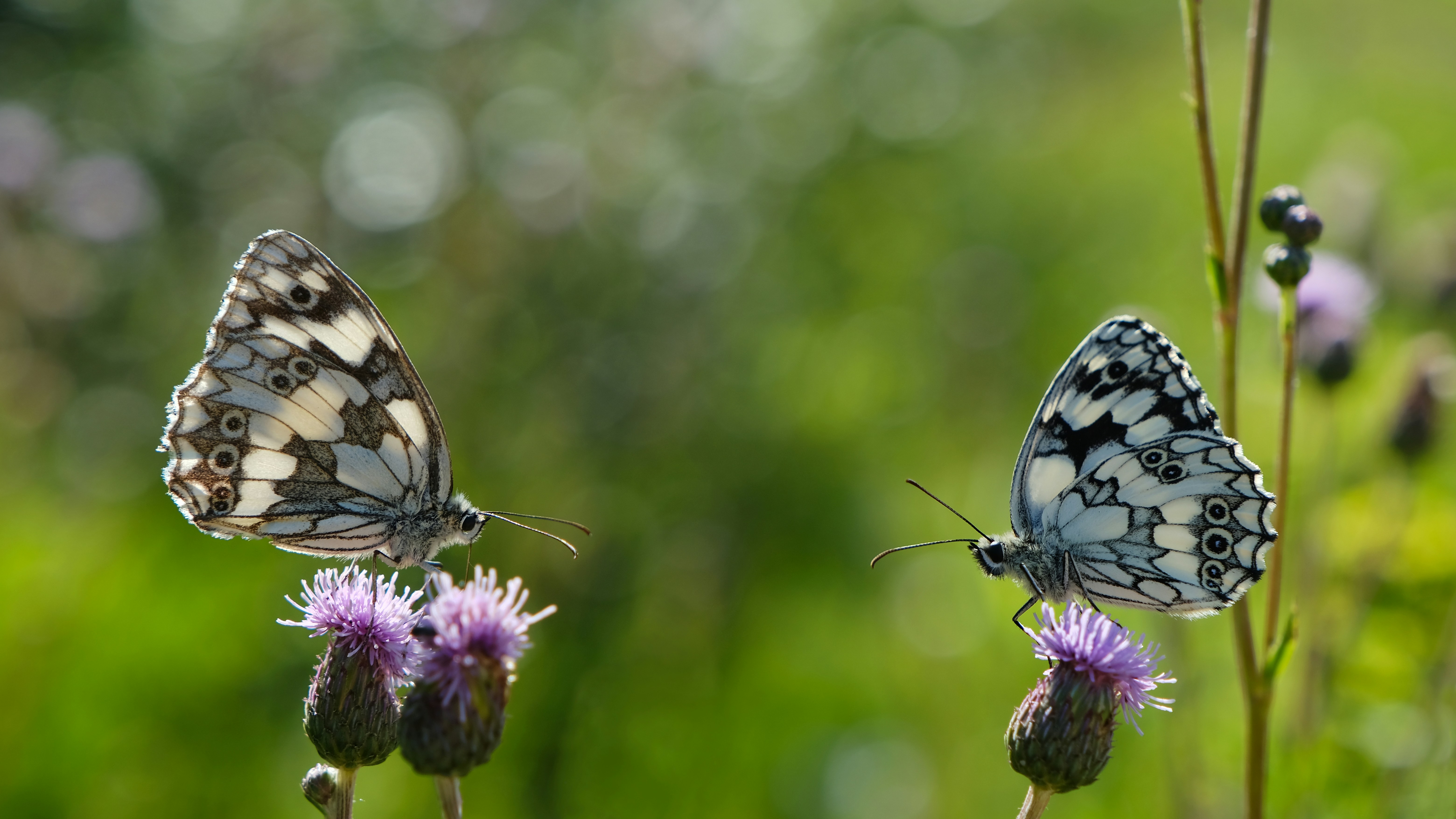two butterflies on a flower