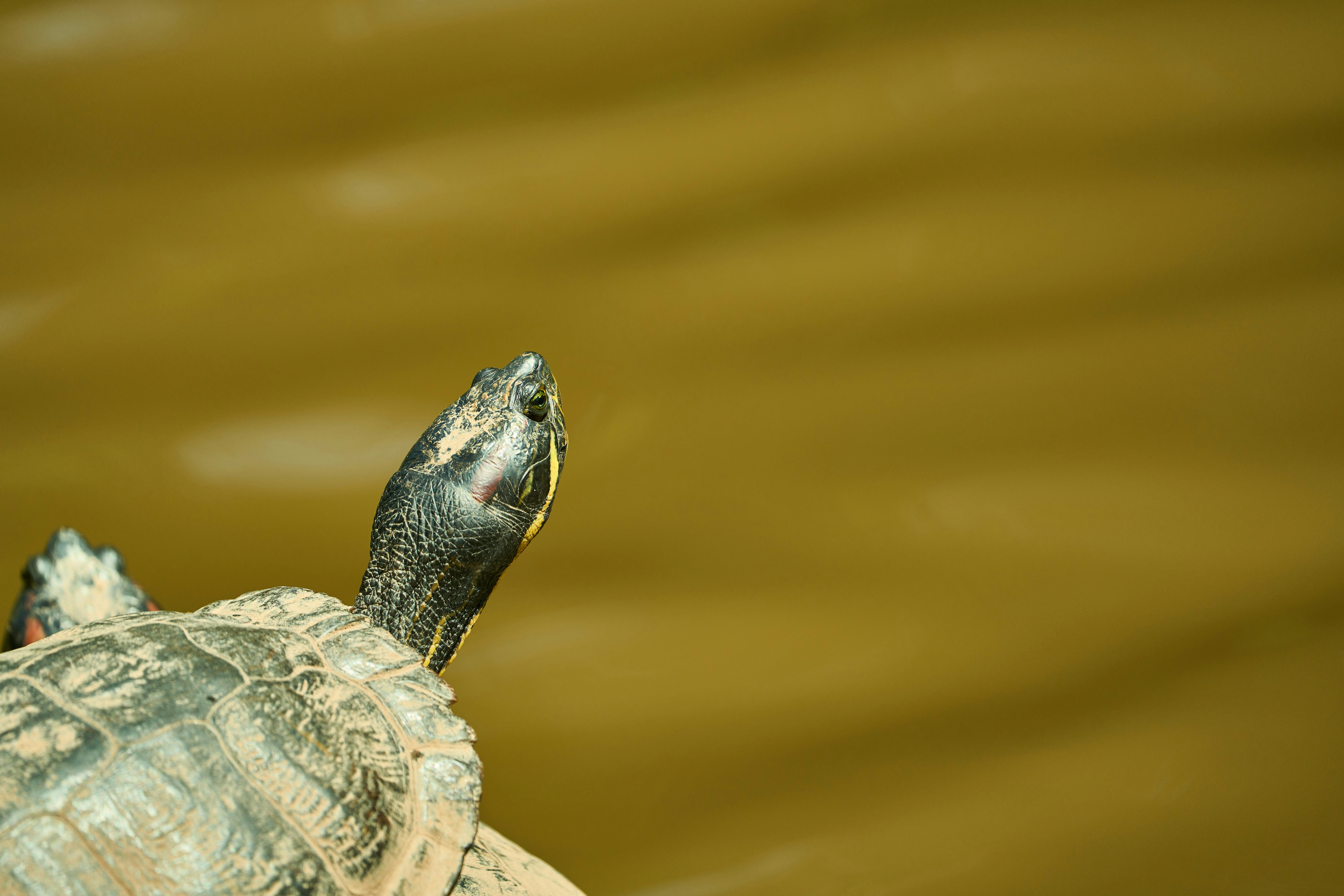 Upward Gaze in Warm Water: A Mud Turtle's Quiet Moment