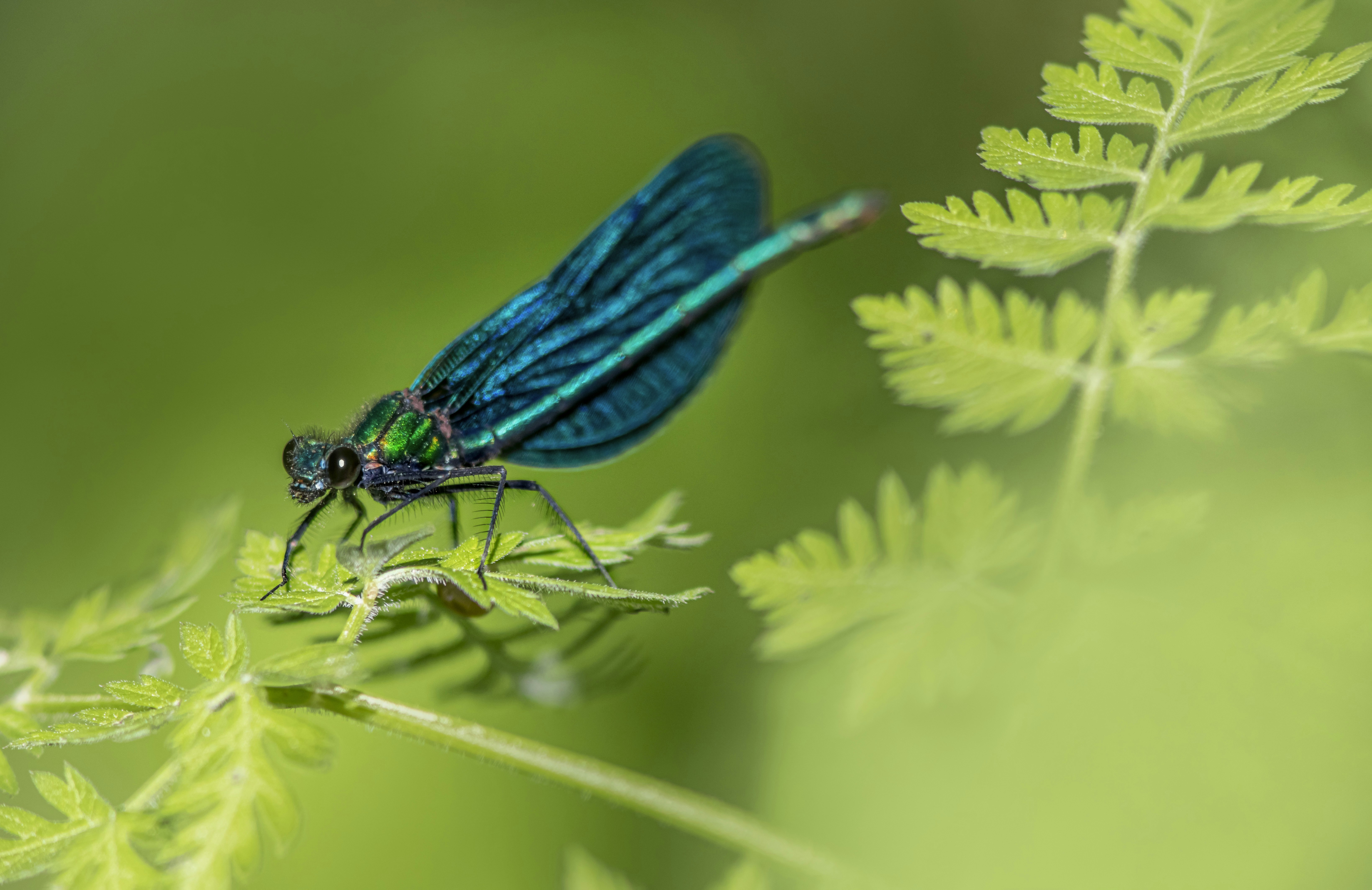 A blue insect on a leaf photo – Free Estonia Image on Unsplash
