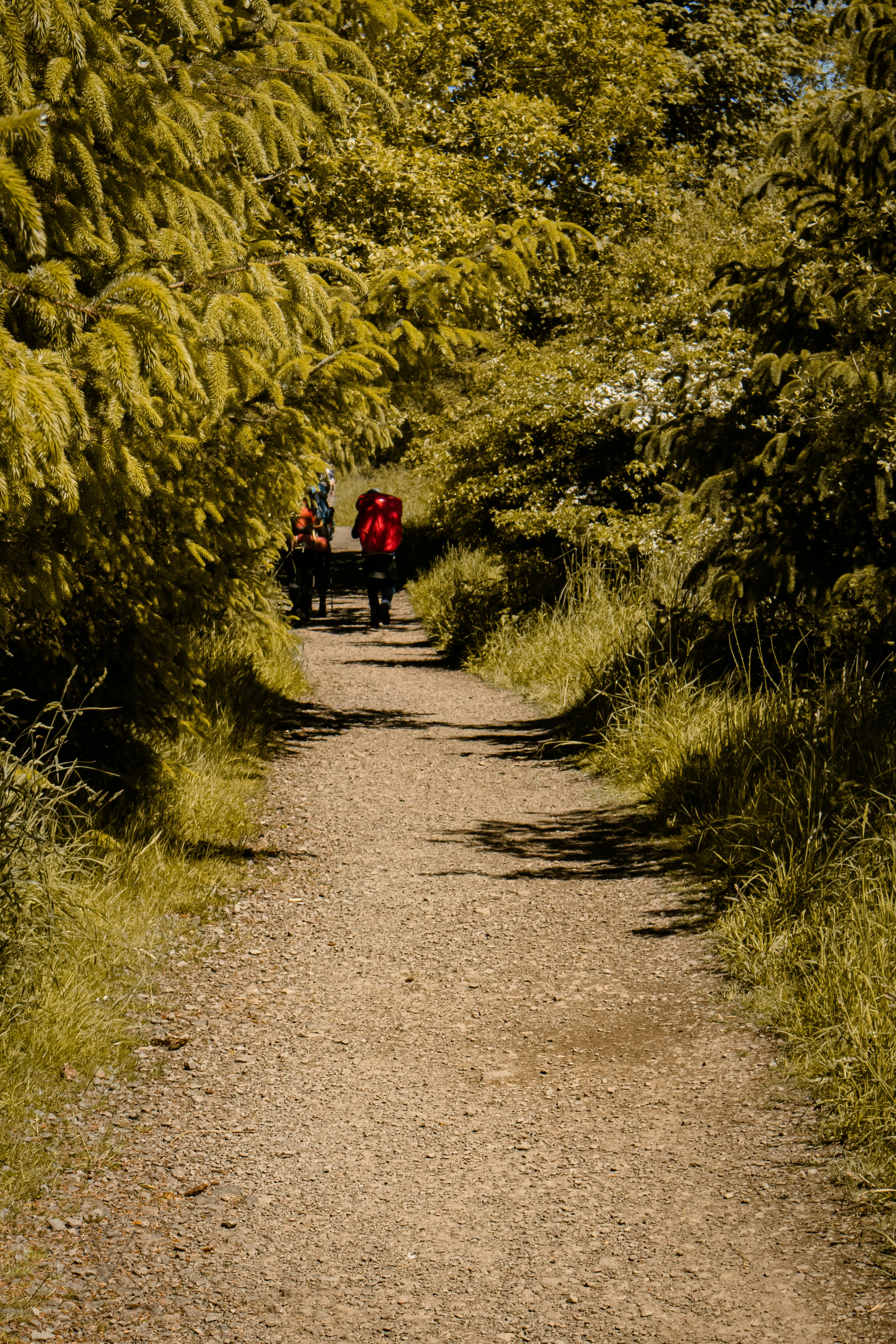 Green Cathedral Path: Two Hikers in a Sun-Dappled Forest Corridor