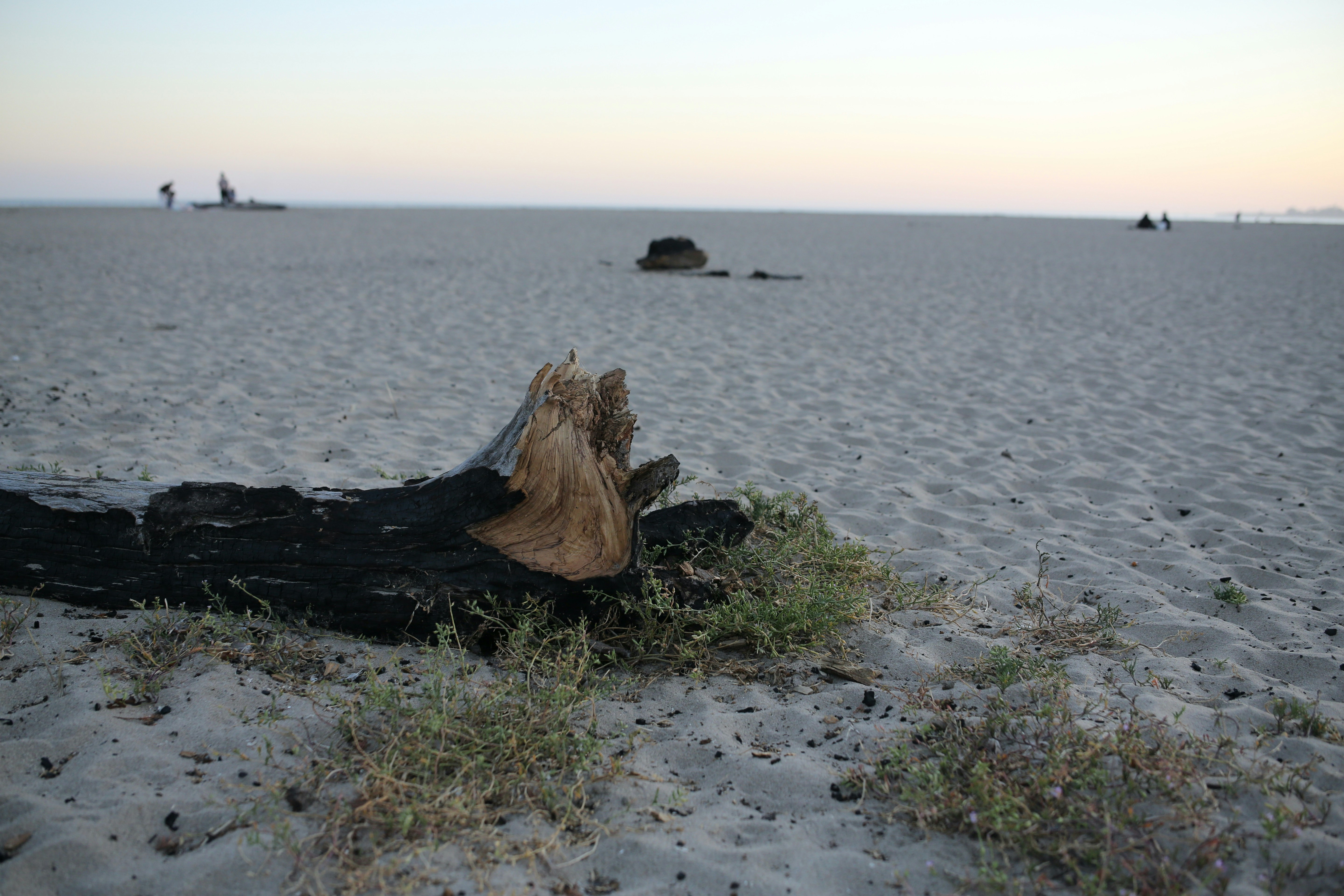 A log on the beach photo – Free Wood Image on Unsplash