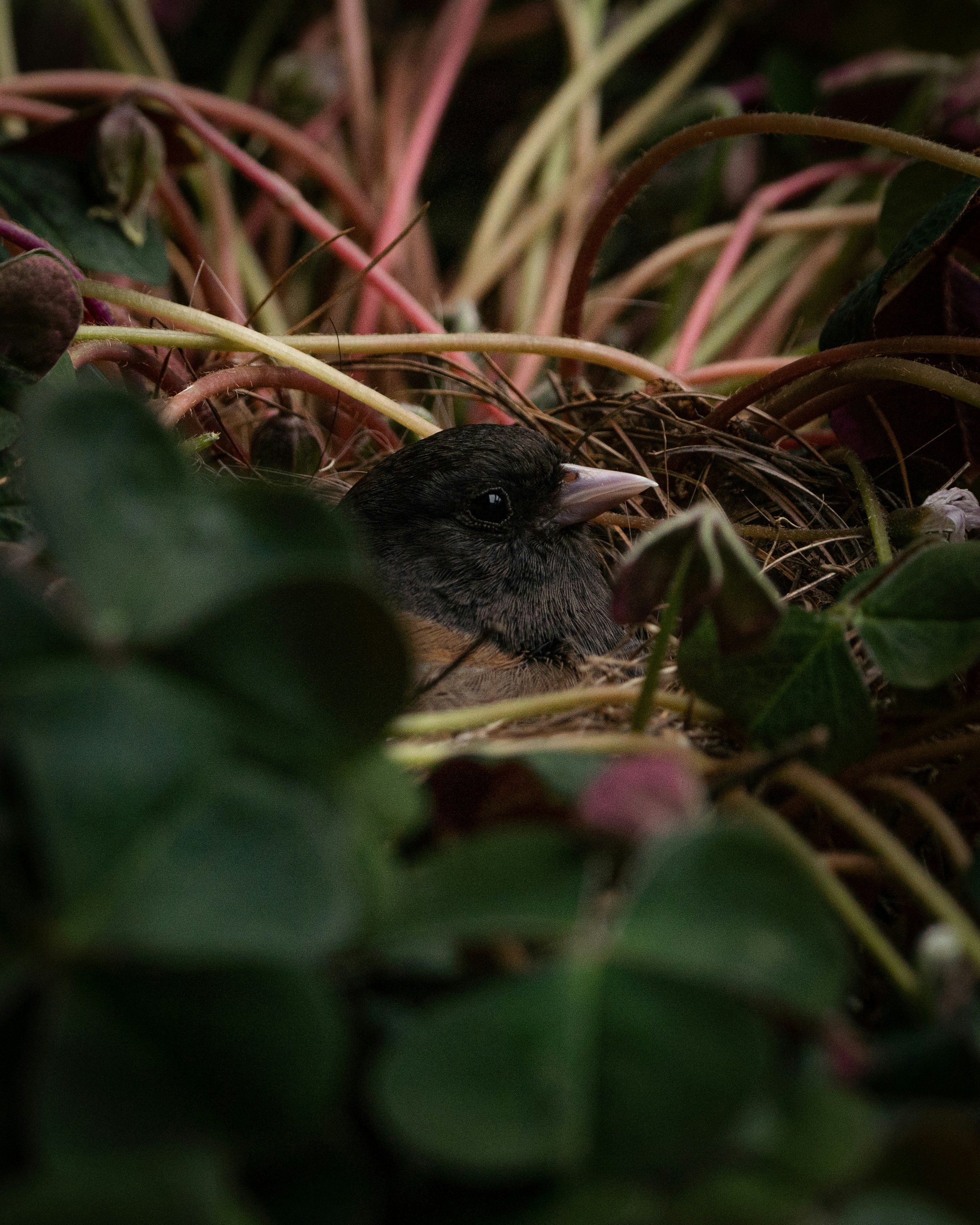 Hideaway Song: A Patient Nook of Nesting Greens