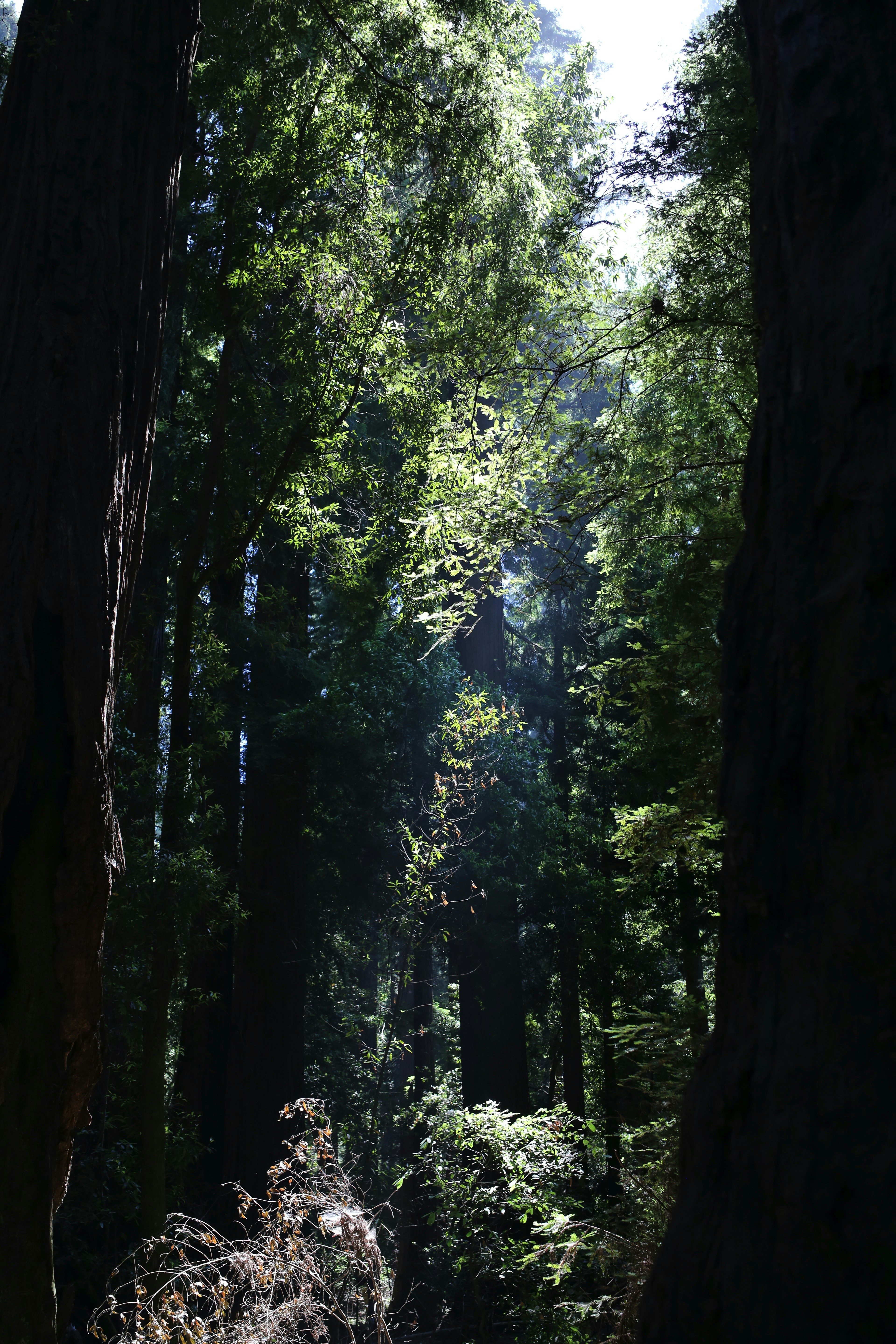 Sunlight filtering through towering redwoods, illuminating the lush undergrowth in a serene forest scene.