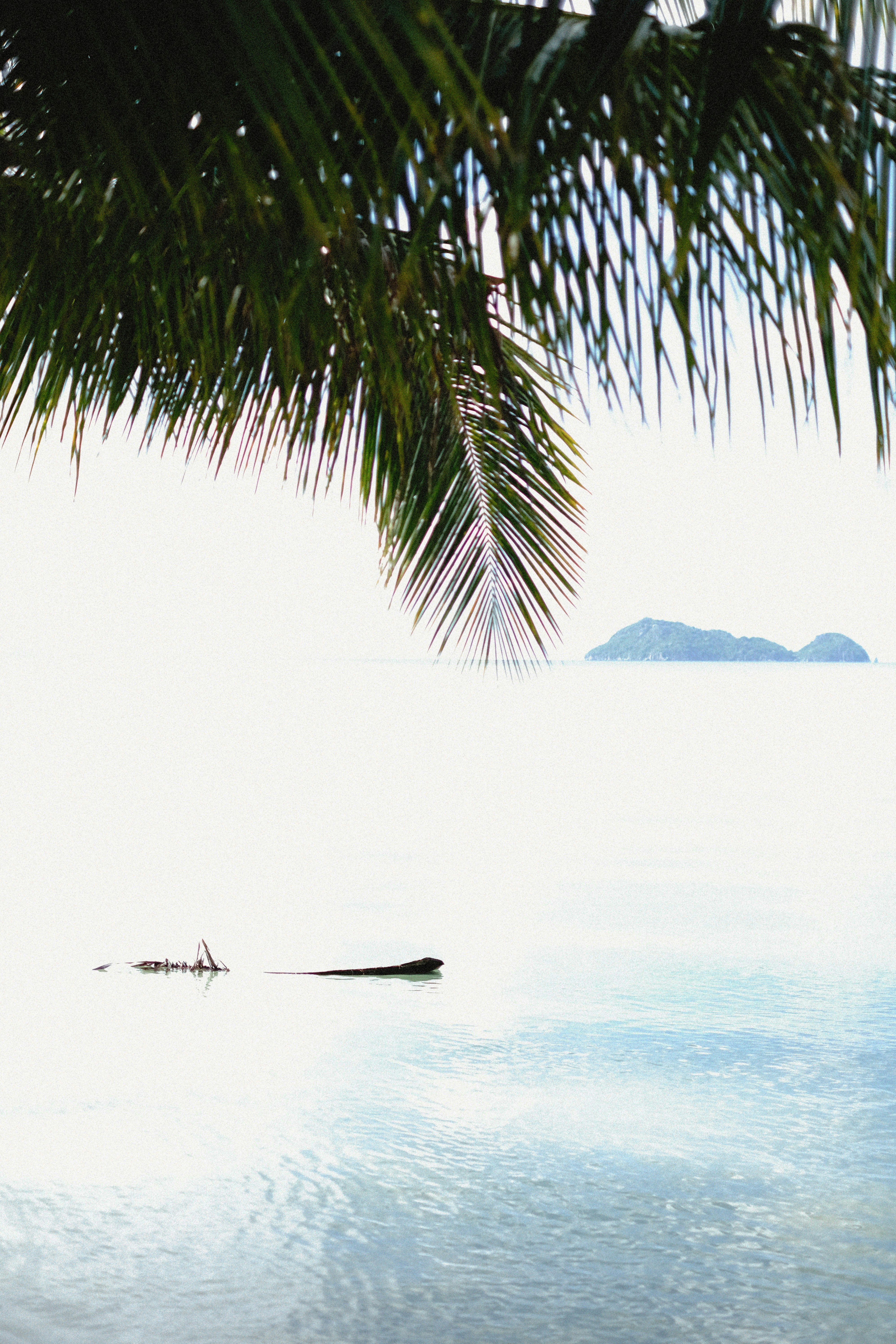 A palm tree over the ocean photo – Free Summer Image on Unsplash