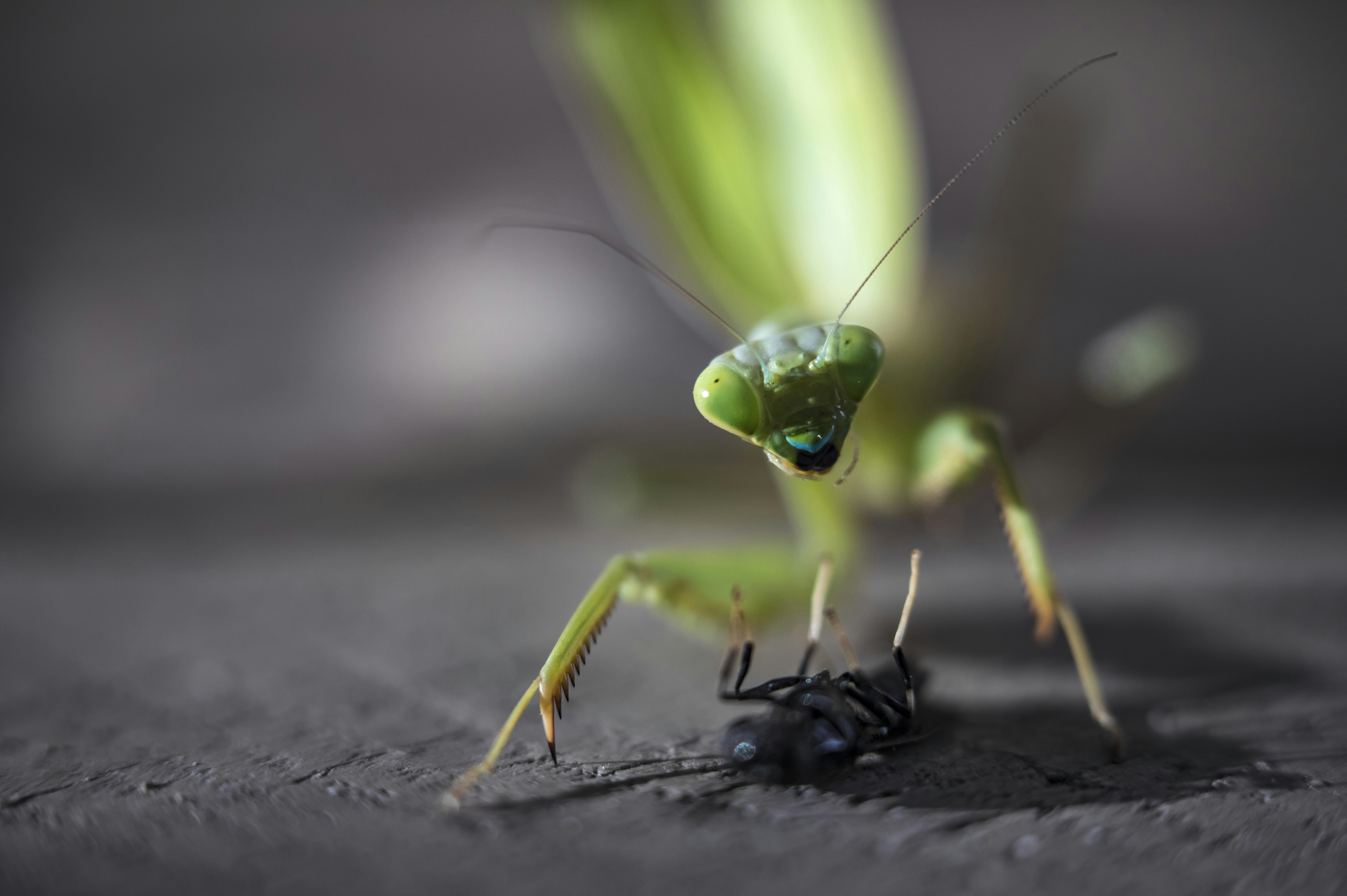 A close-up view of a green praying mantis poised above a dark ant, showcasing its predatory nature. The intricate details of the mantis's features are highlighted against a blurred background.