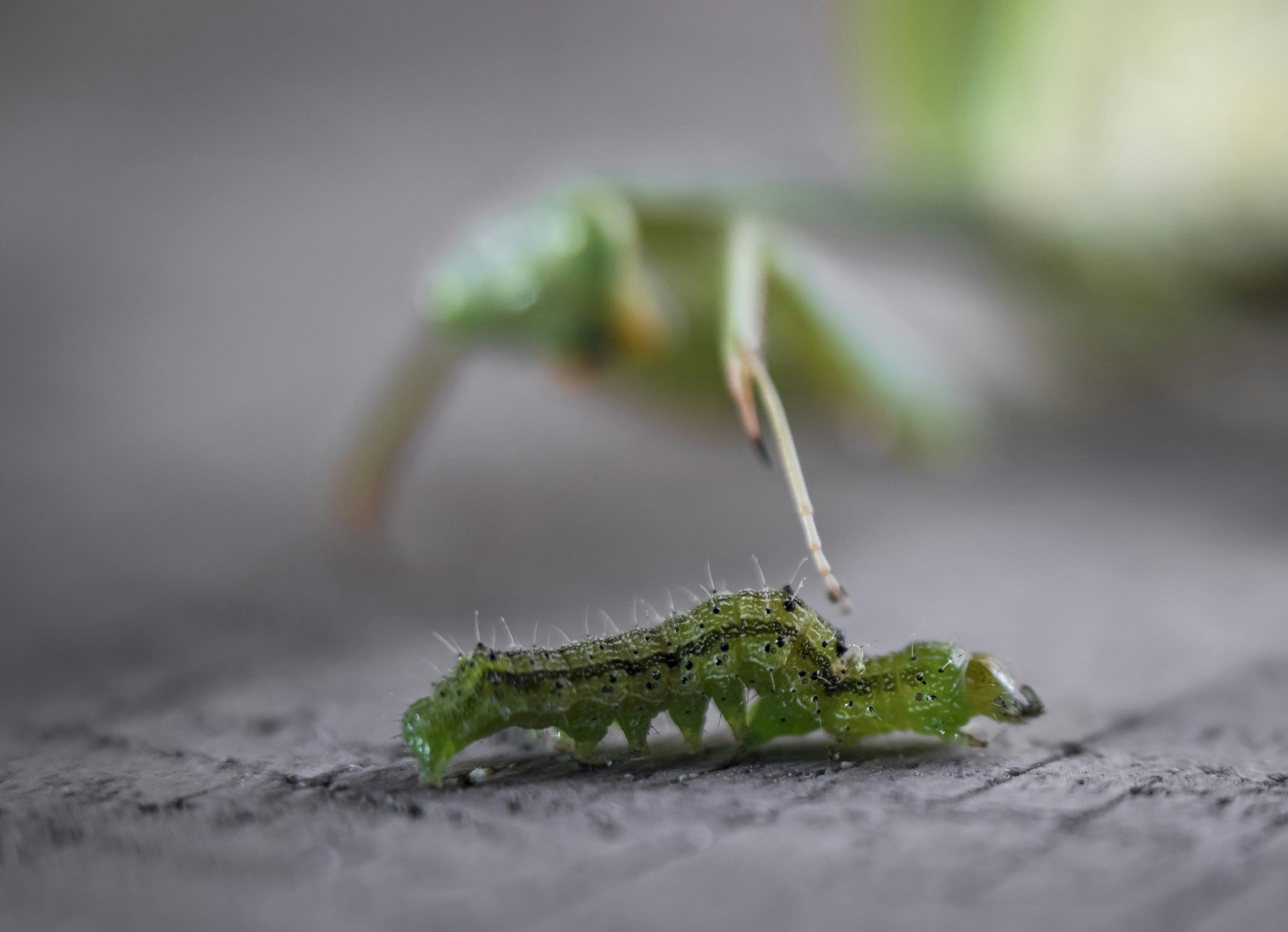 Caterpillar in Focus: Tiny Combatant on a Weathered Board