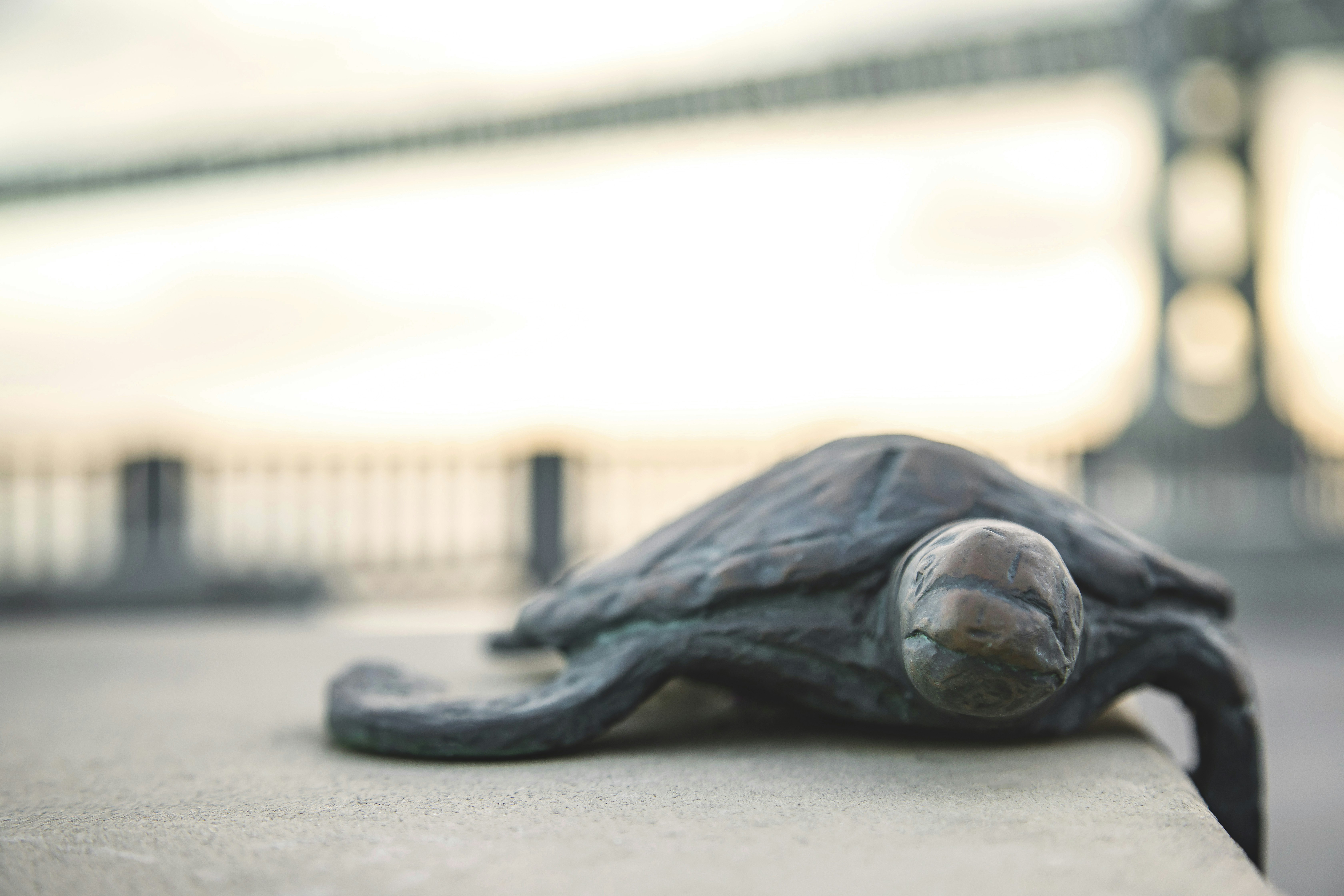 Slow Gatekeeper: A Turtle Reaches for the Edge of Daylight