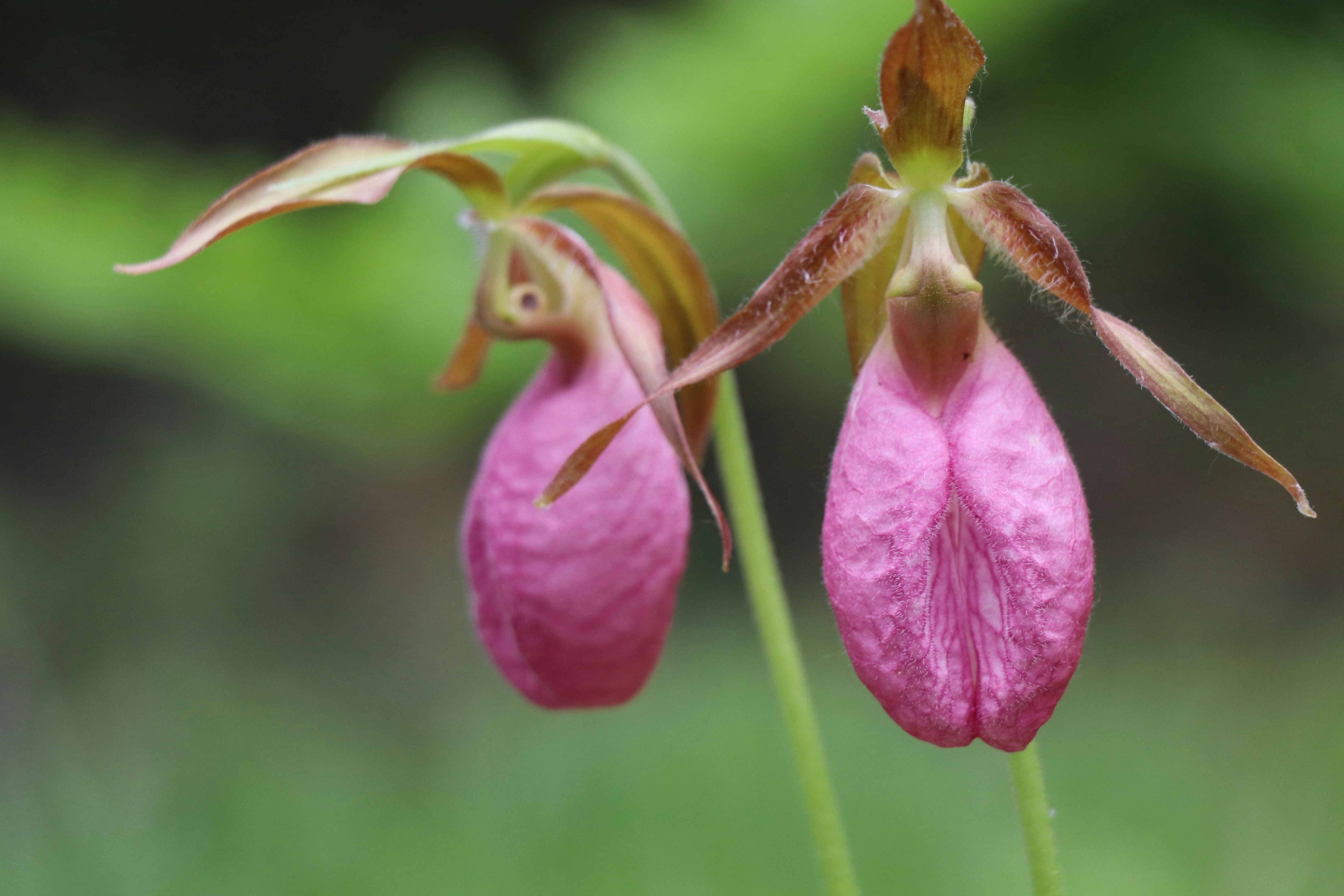 Pink Orchid Bloom in Soft Focus Green Backdrop