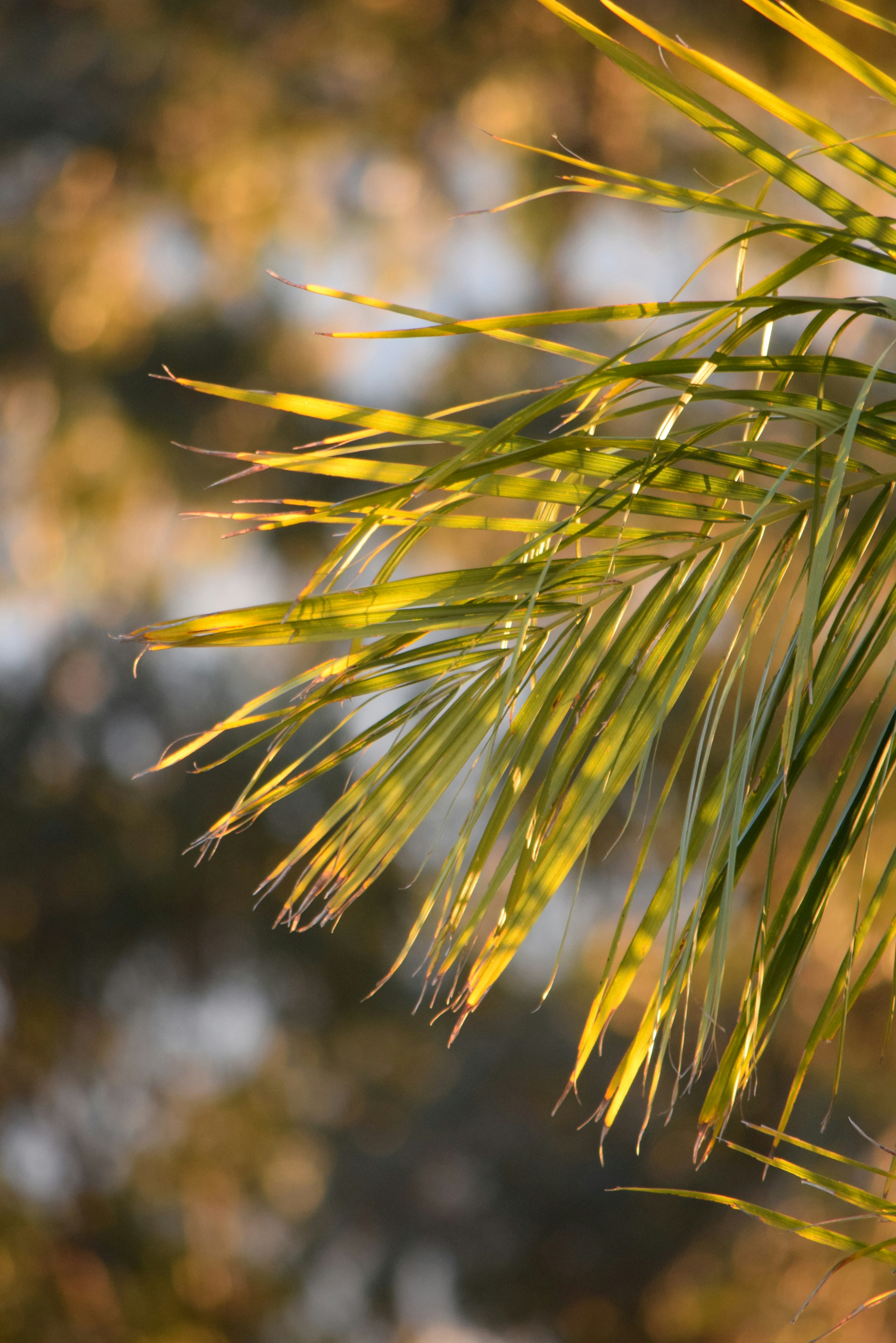 Golden Hour Pines: Delicate Needles Reaching Toward the Light