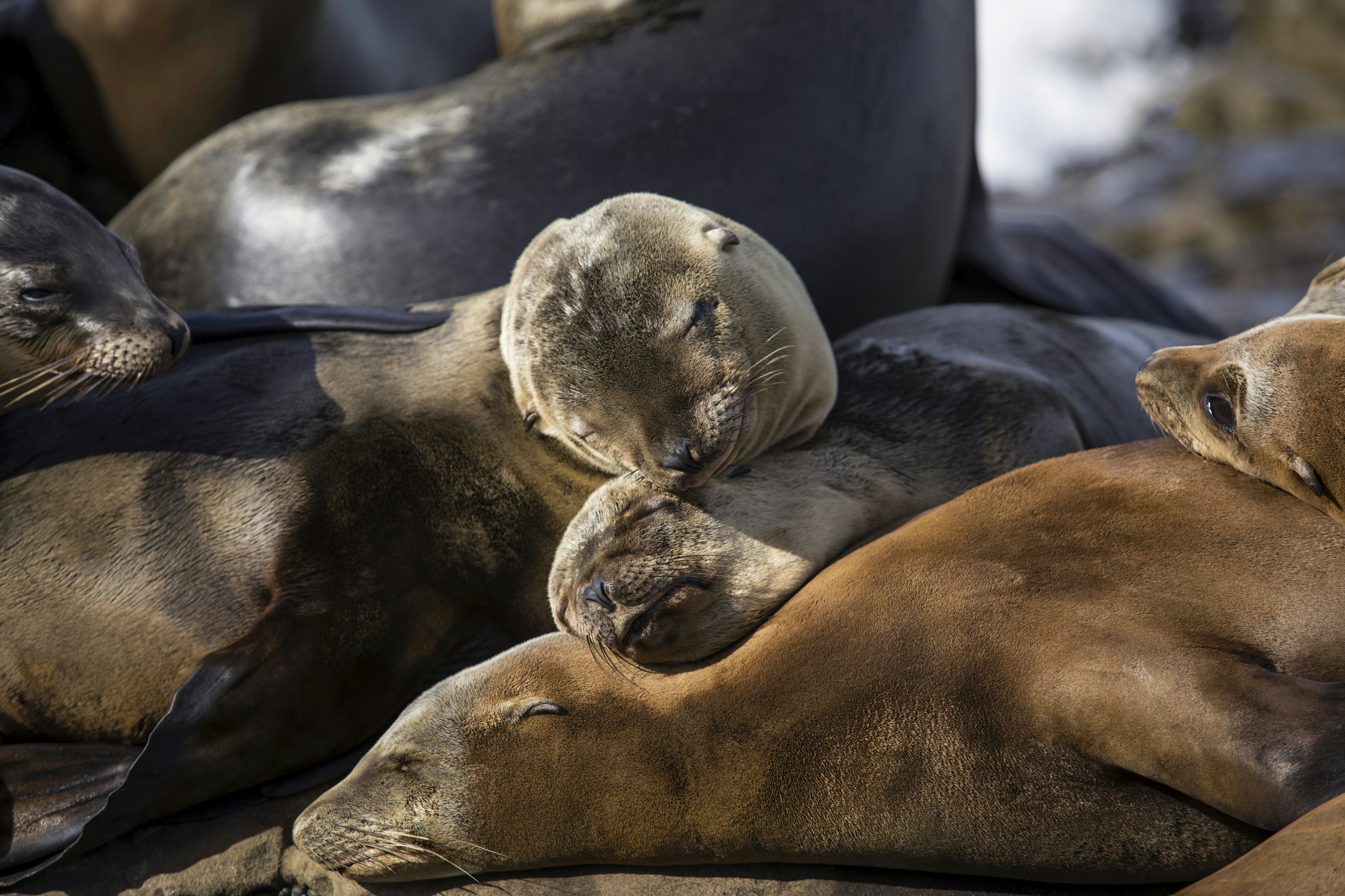 Un grupo de focas acostadas juntas foto – Imagen de Animal gratuita en ...