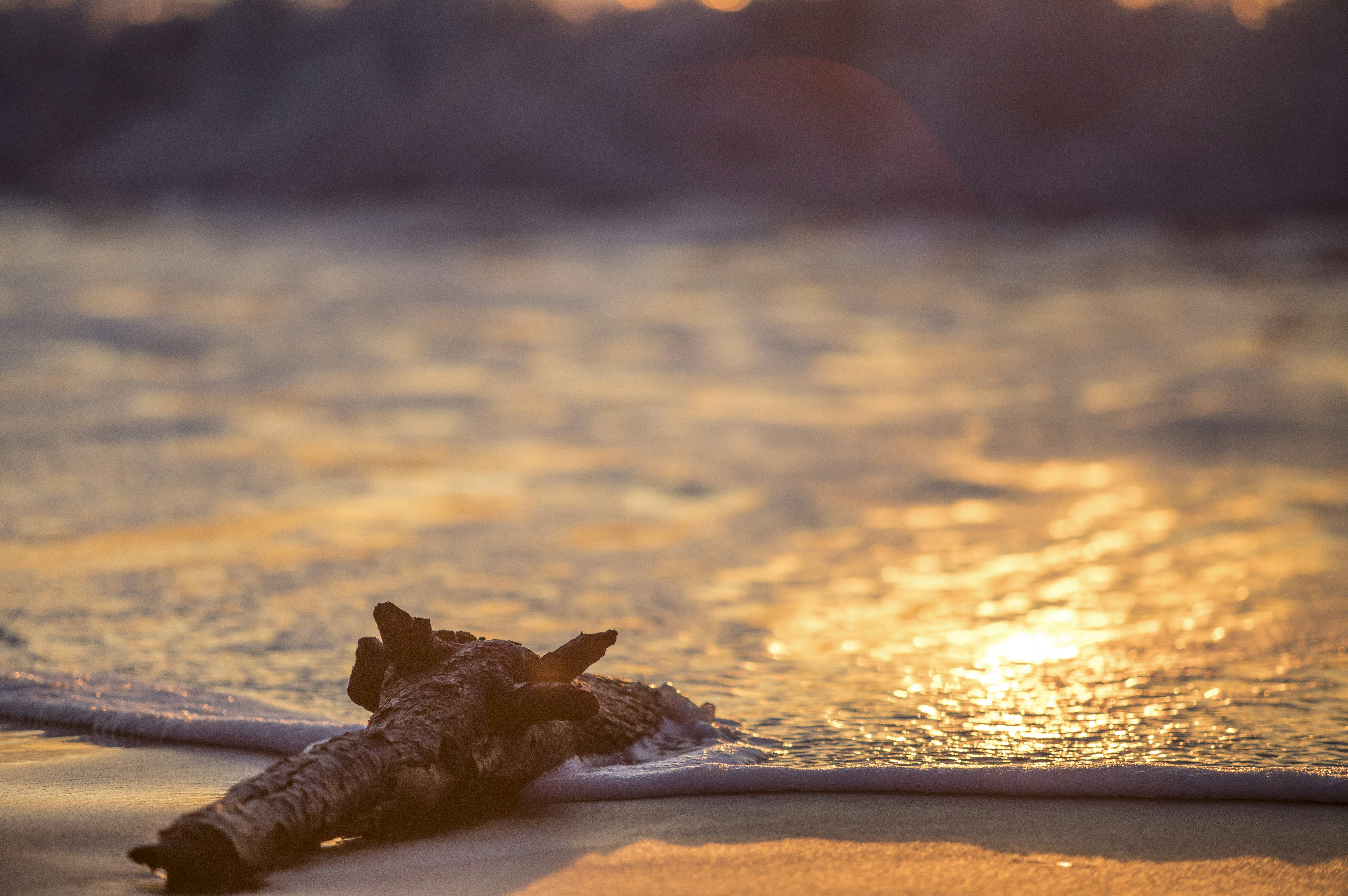Driftwood at Sunset: Quiet Beach Edge