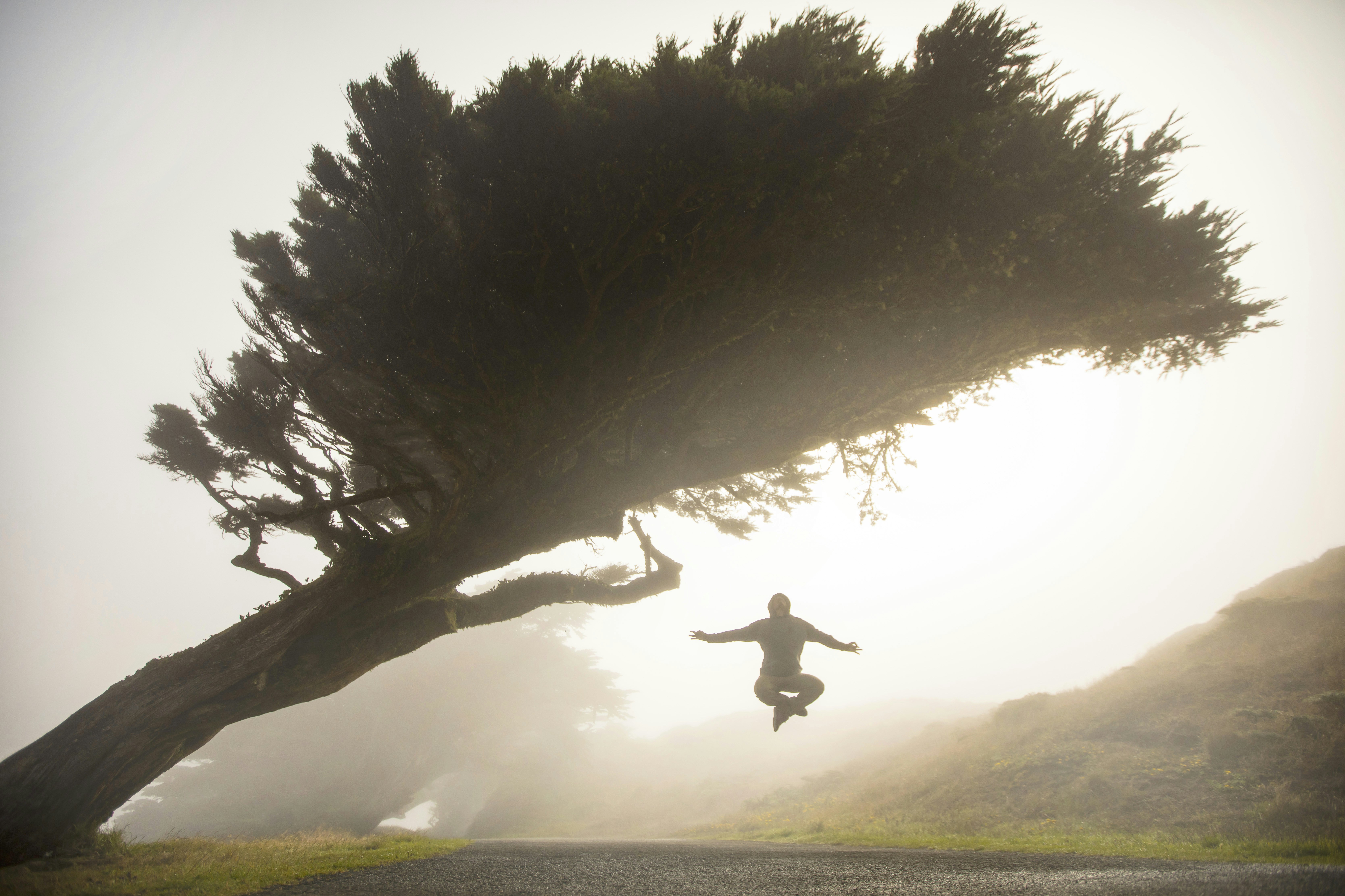 A person jumping off a tree photo – Free Human Image on Unsplash