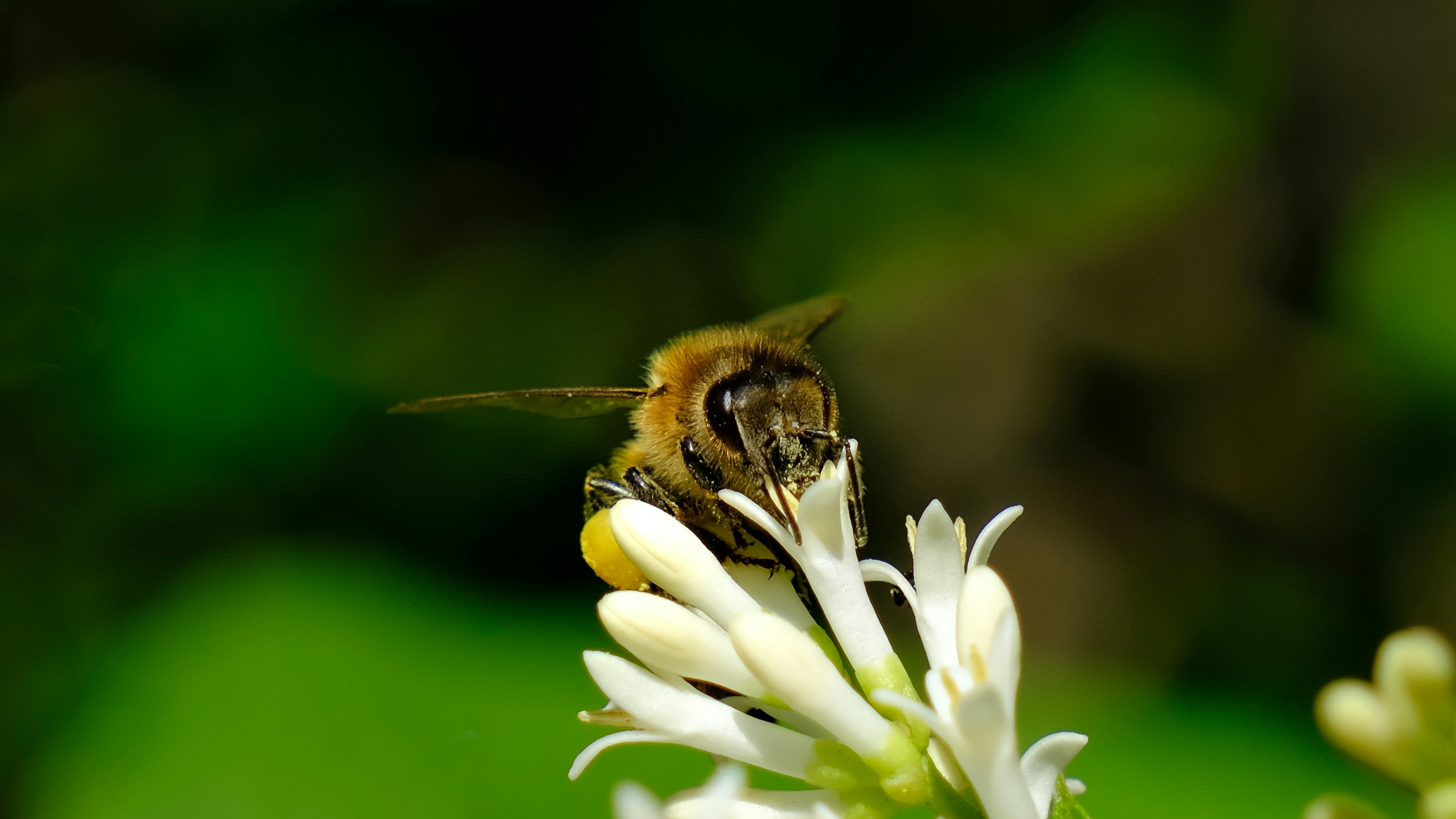 a bee on a flower