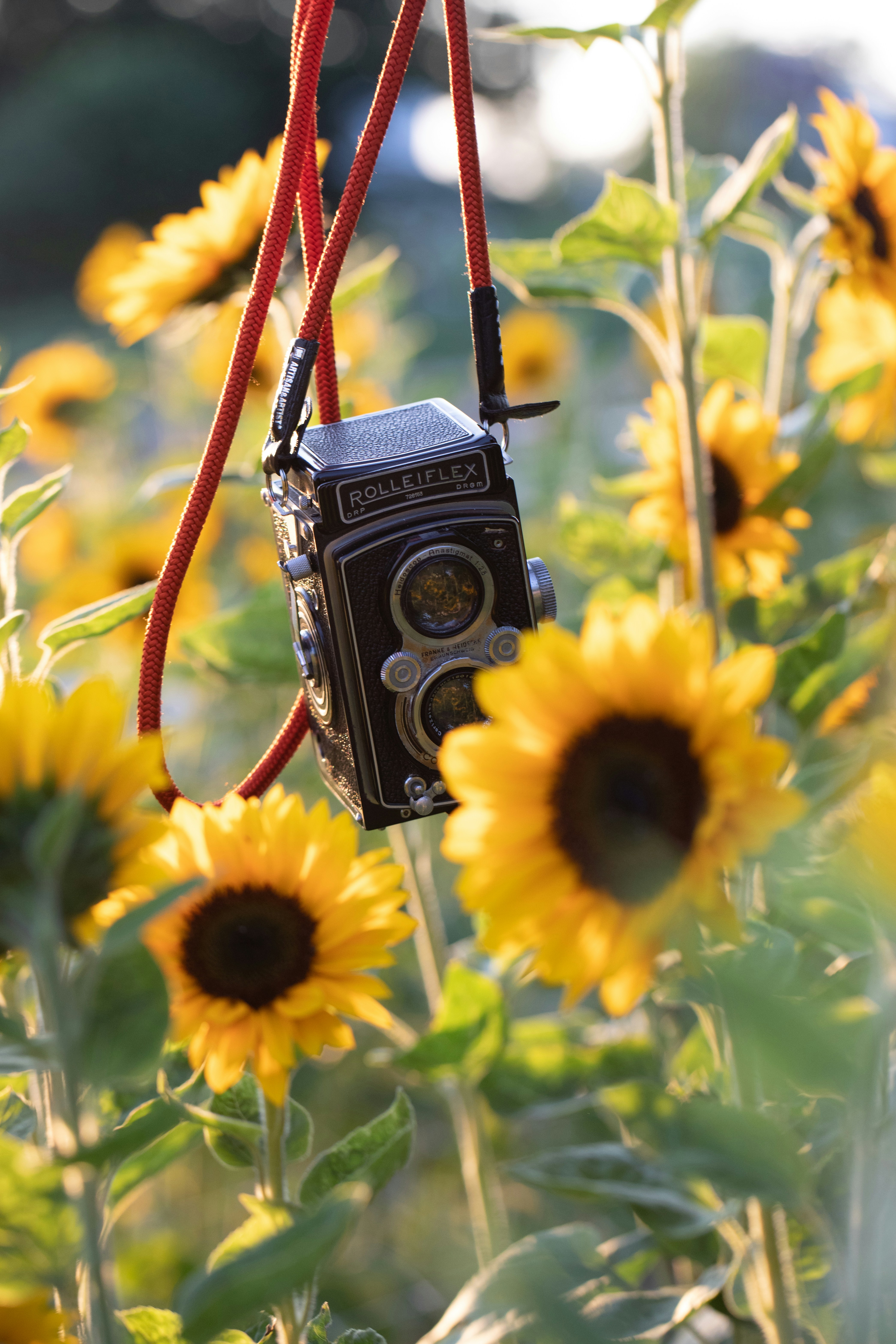 Vintage RolleiFlex Suspended Amid Sunflowers