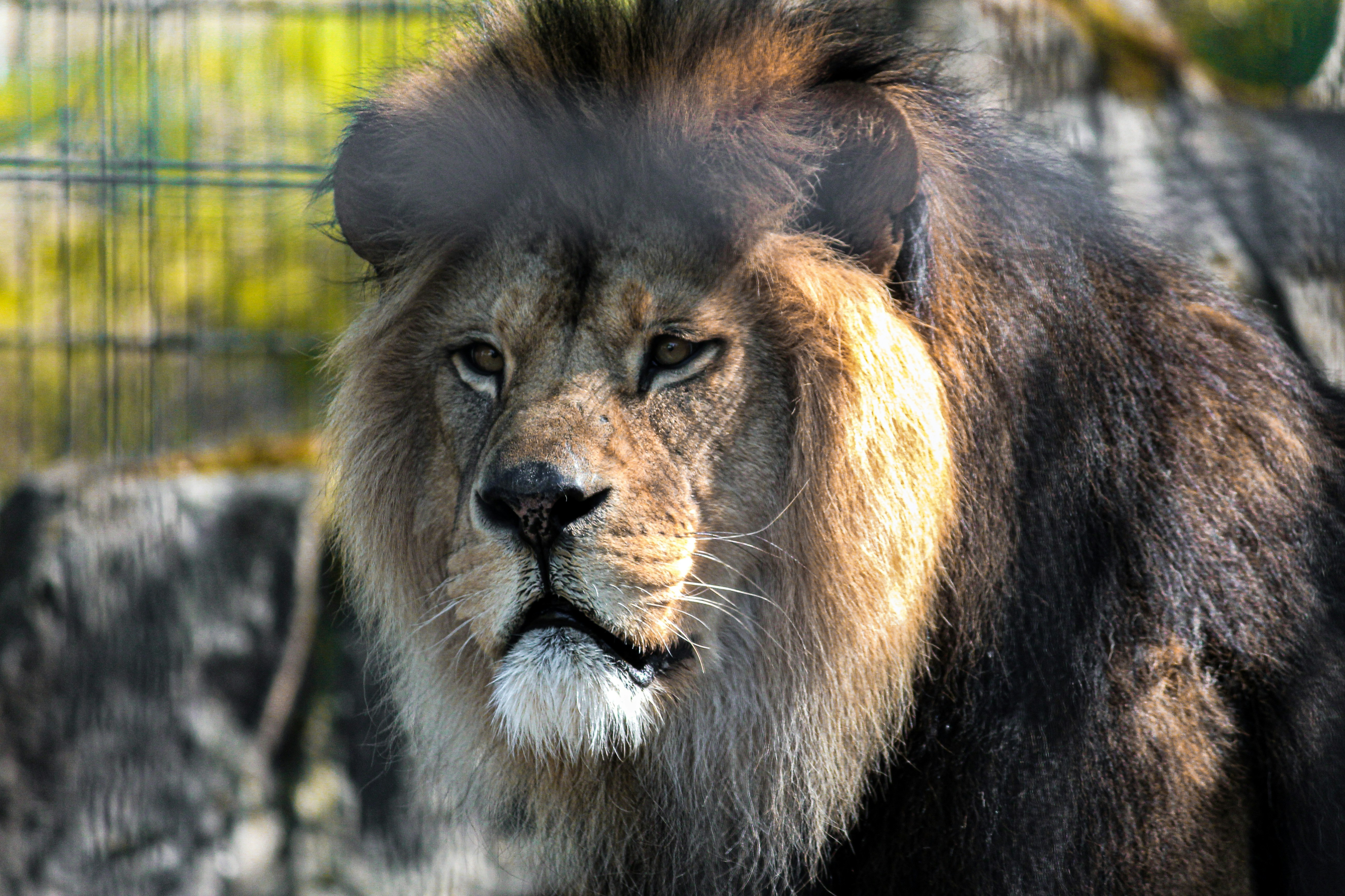 Majestic Gaze: The King in Contemplation