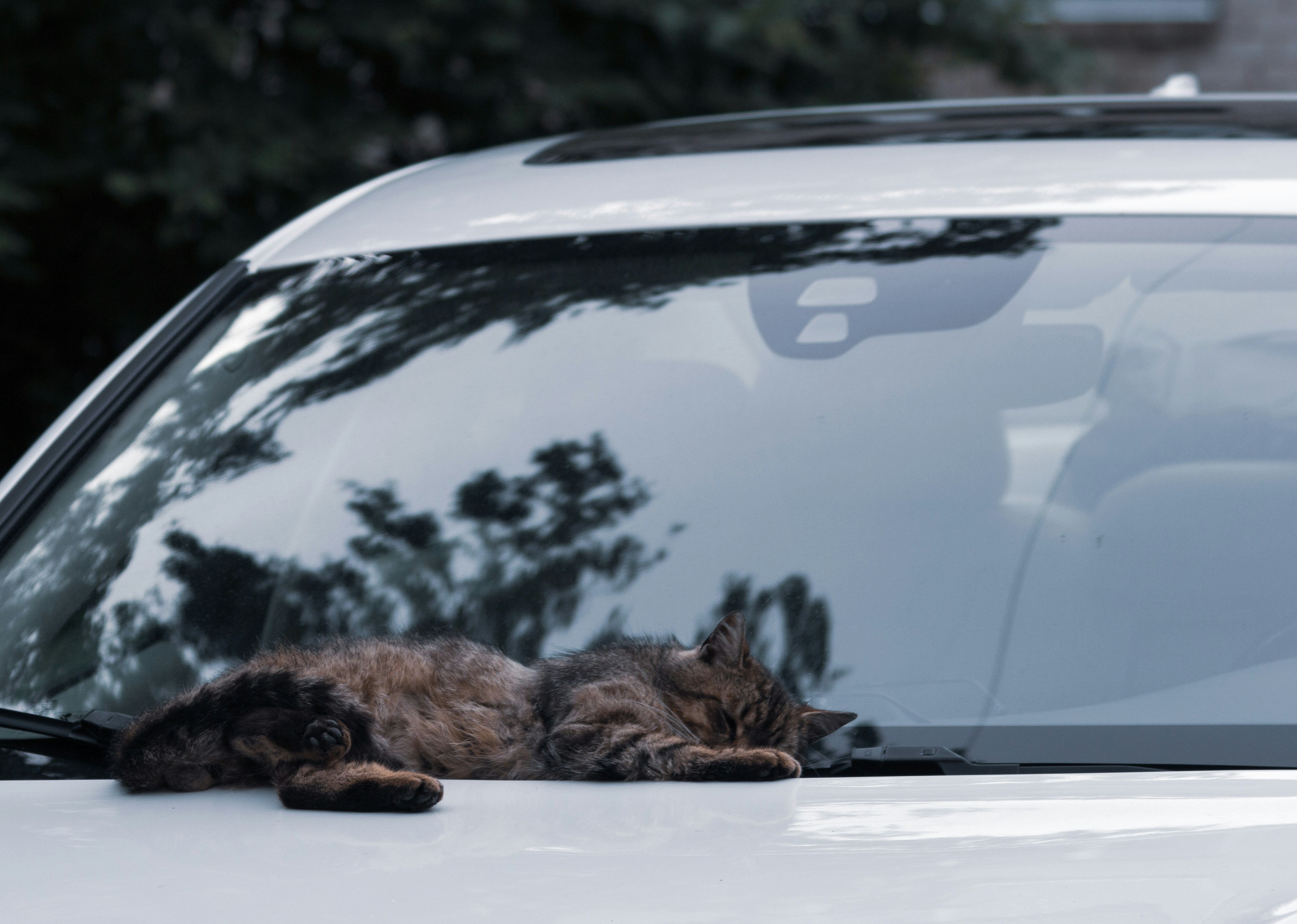 Paws and Reflections: A Feline Retreat