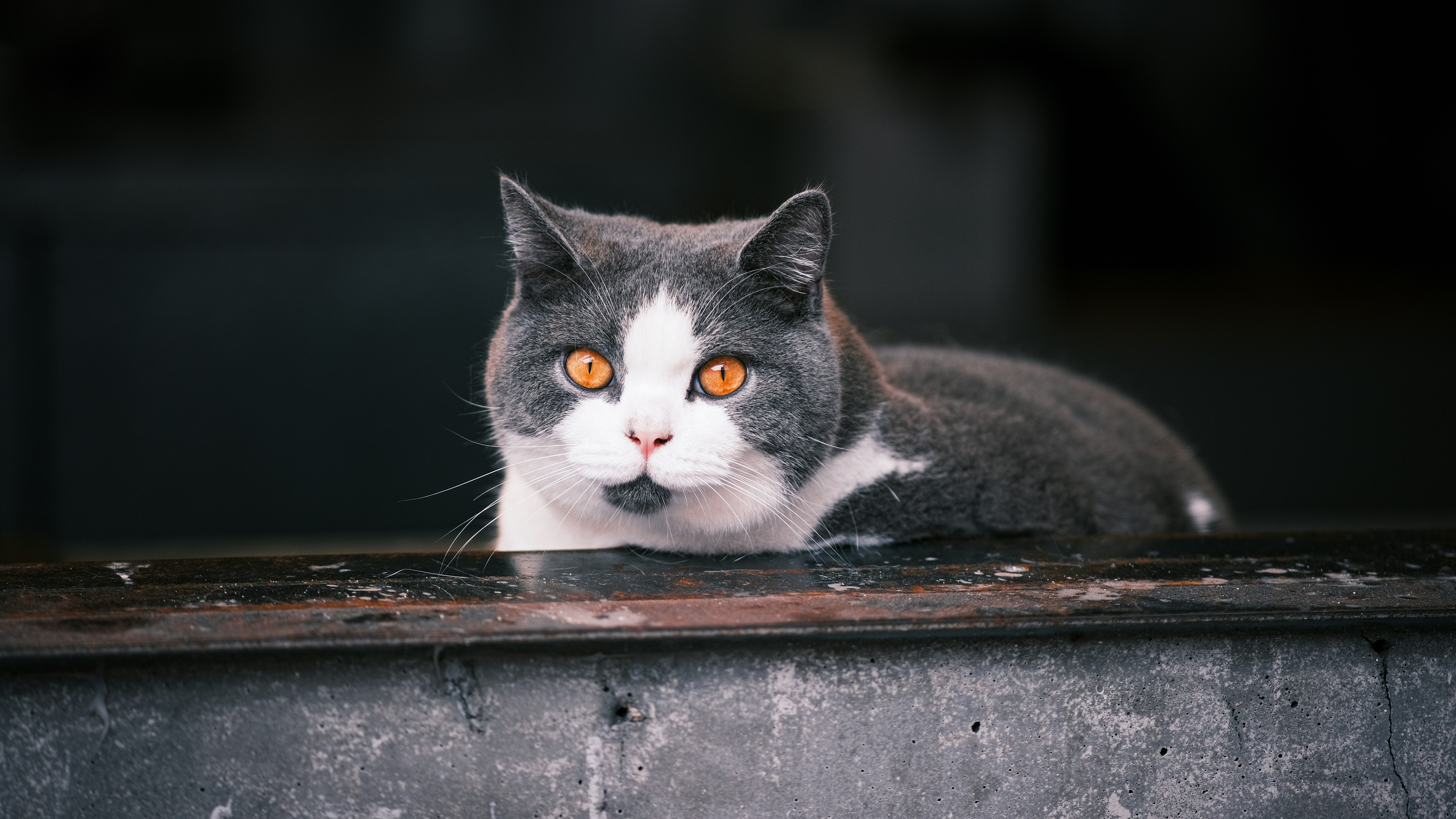 Tuxedo Sentinel: Amber-Eyed Gaze on a Weathered Ledge