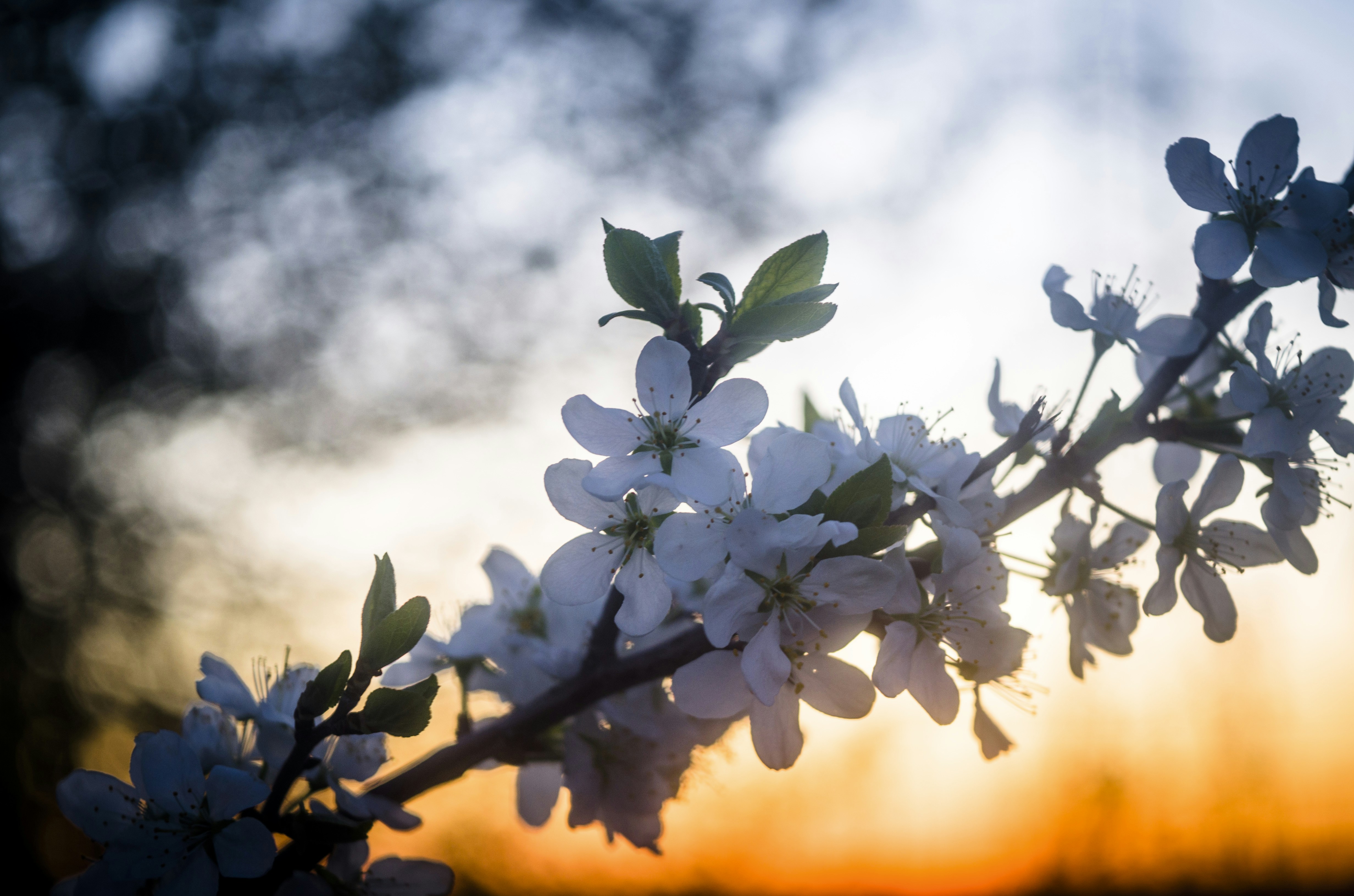 Diagonally Lit: White Blossoms in a Sunset Arch