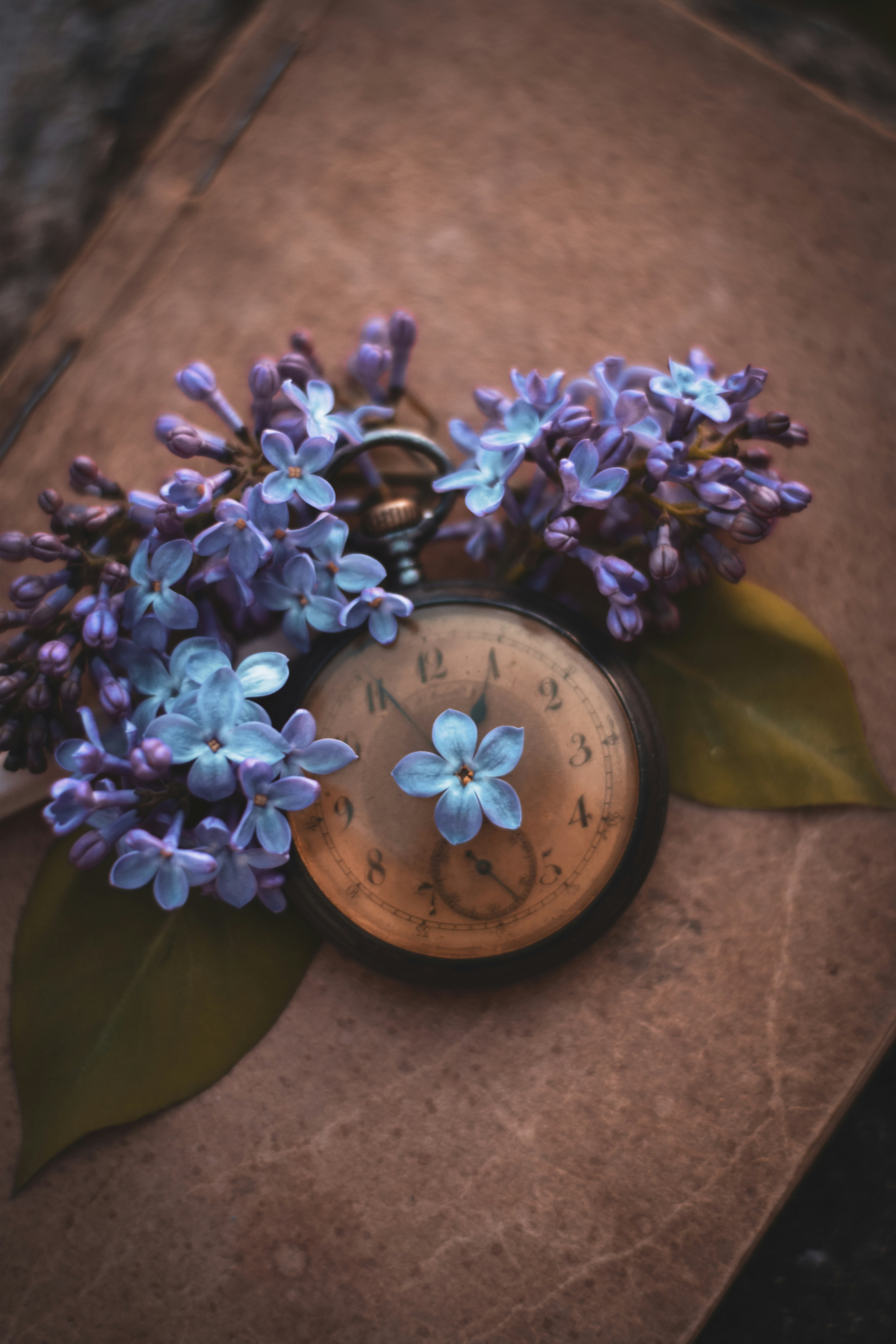 Lilac Hour: An Antique Pocket Watch Framed by Blue Blooms