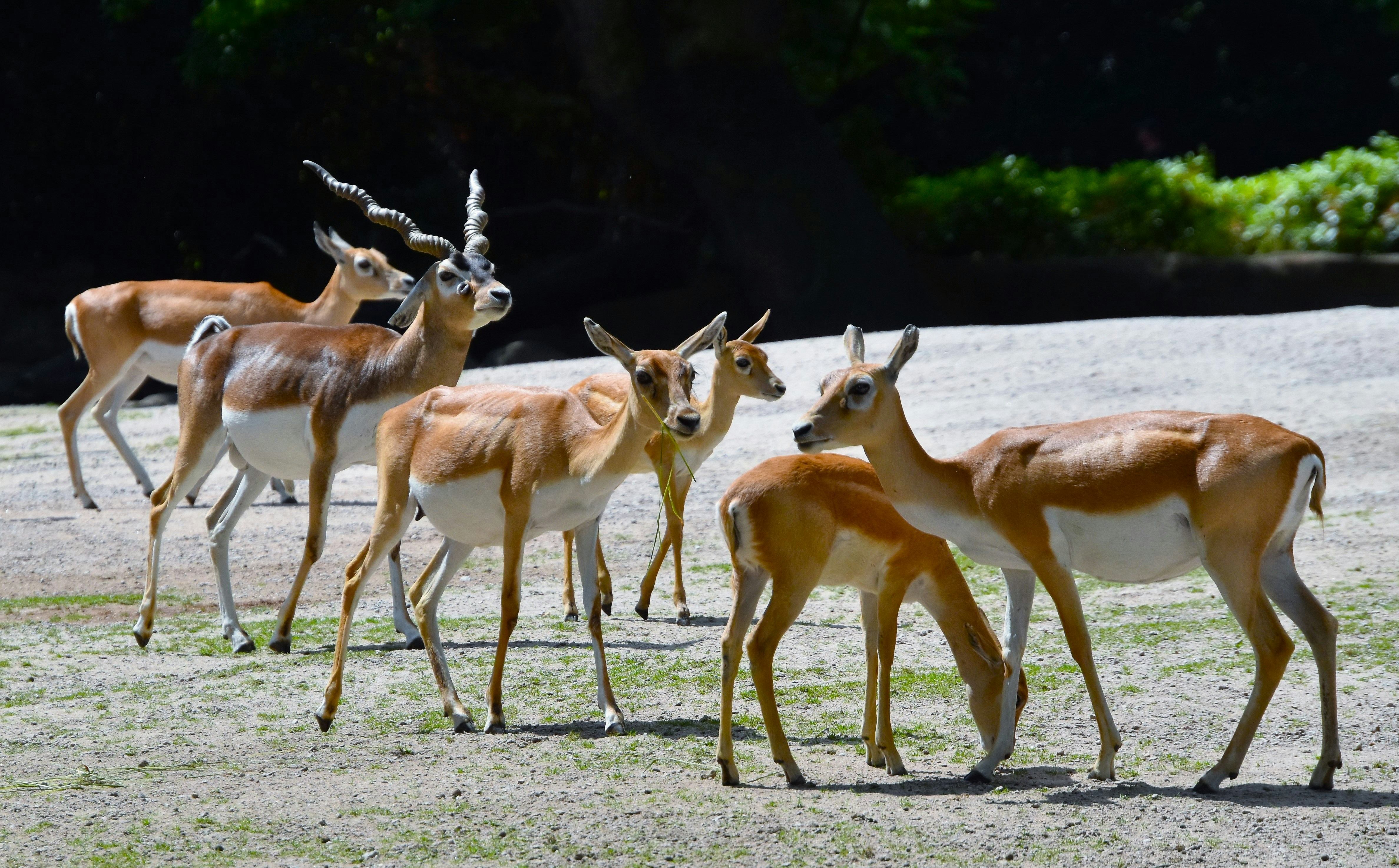 Sunlit Gazelles: A Quiet Gathering on a Dusty Clearing