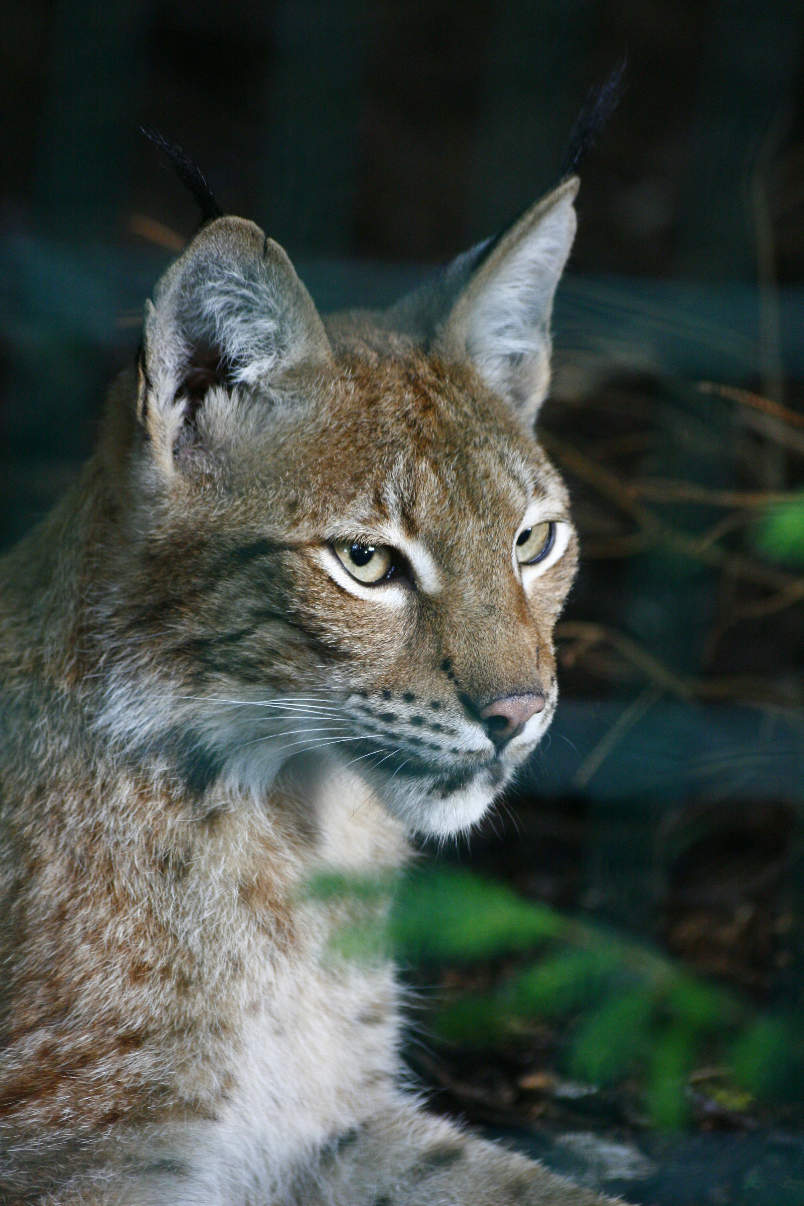 Close-up of a lynx with piercing eyes, surrounded by natural foliage, showcasing its alert demeanor.