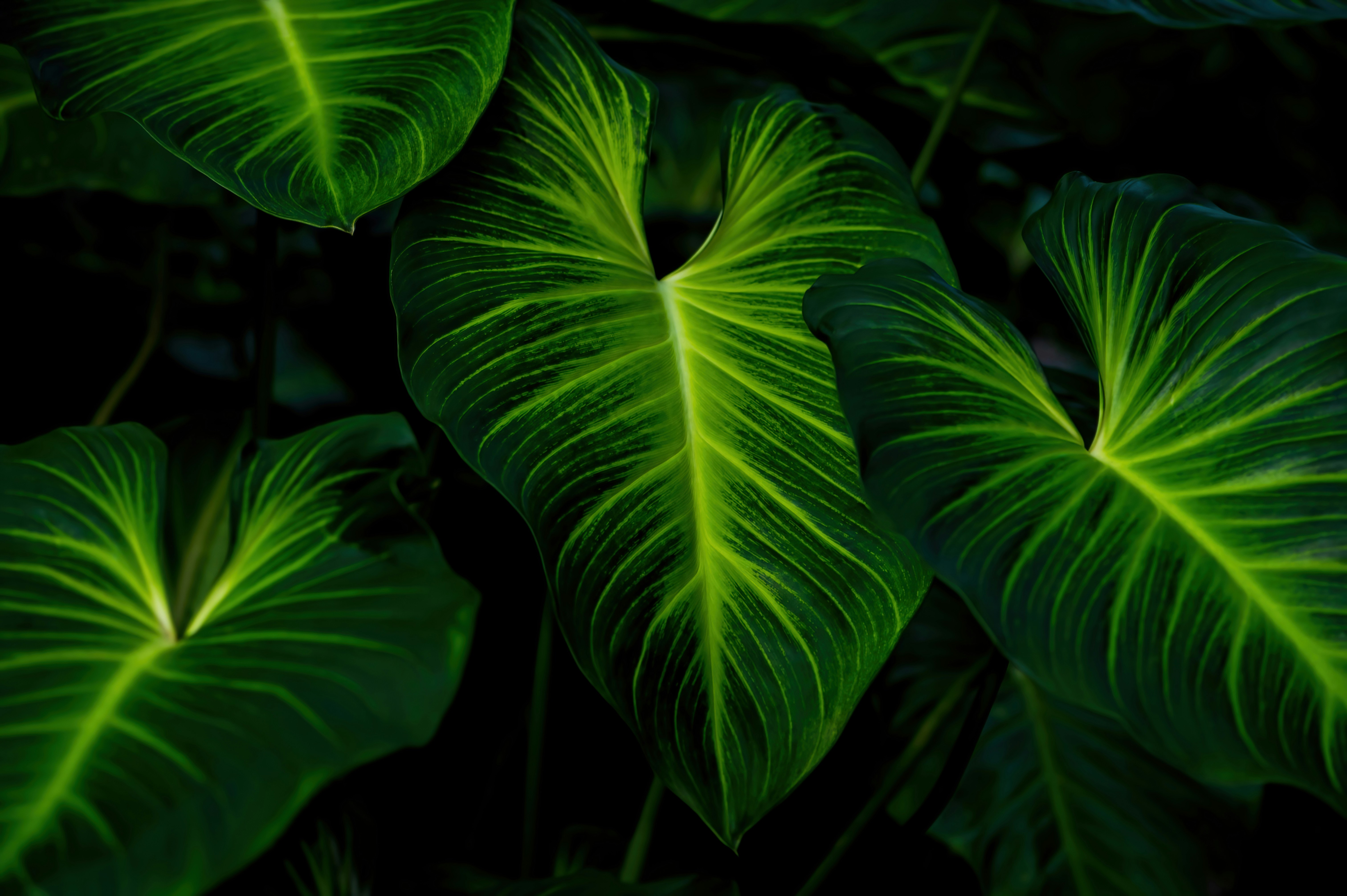 Tropical leaves at the Cairns Botanic Gardens in Australia.