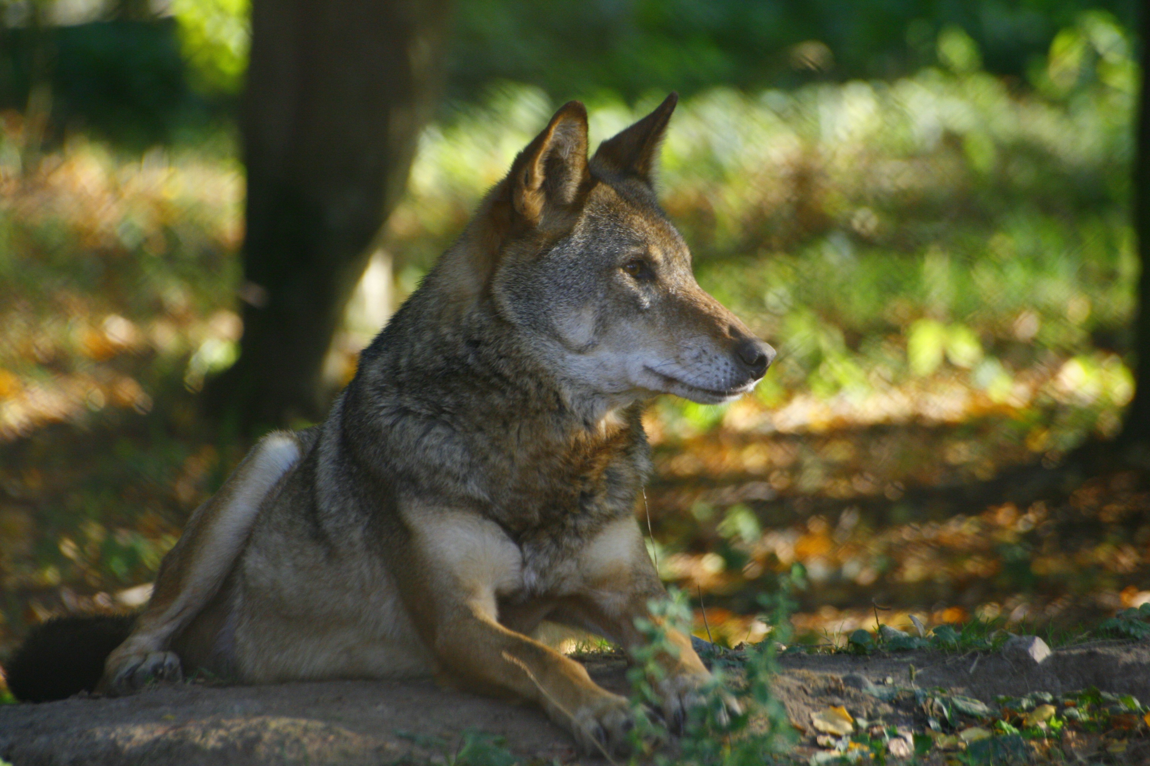 A wild canid resting on the forest floor, surrounded by dappled sunlight and lush greenery.