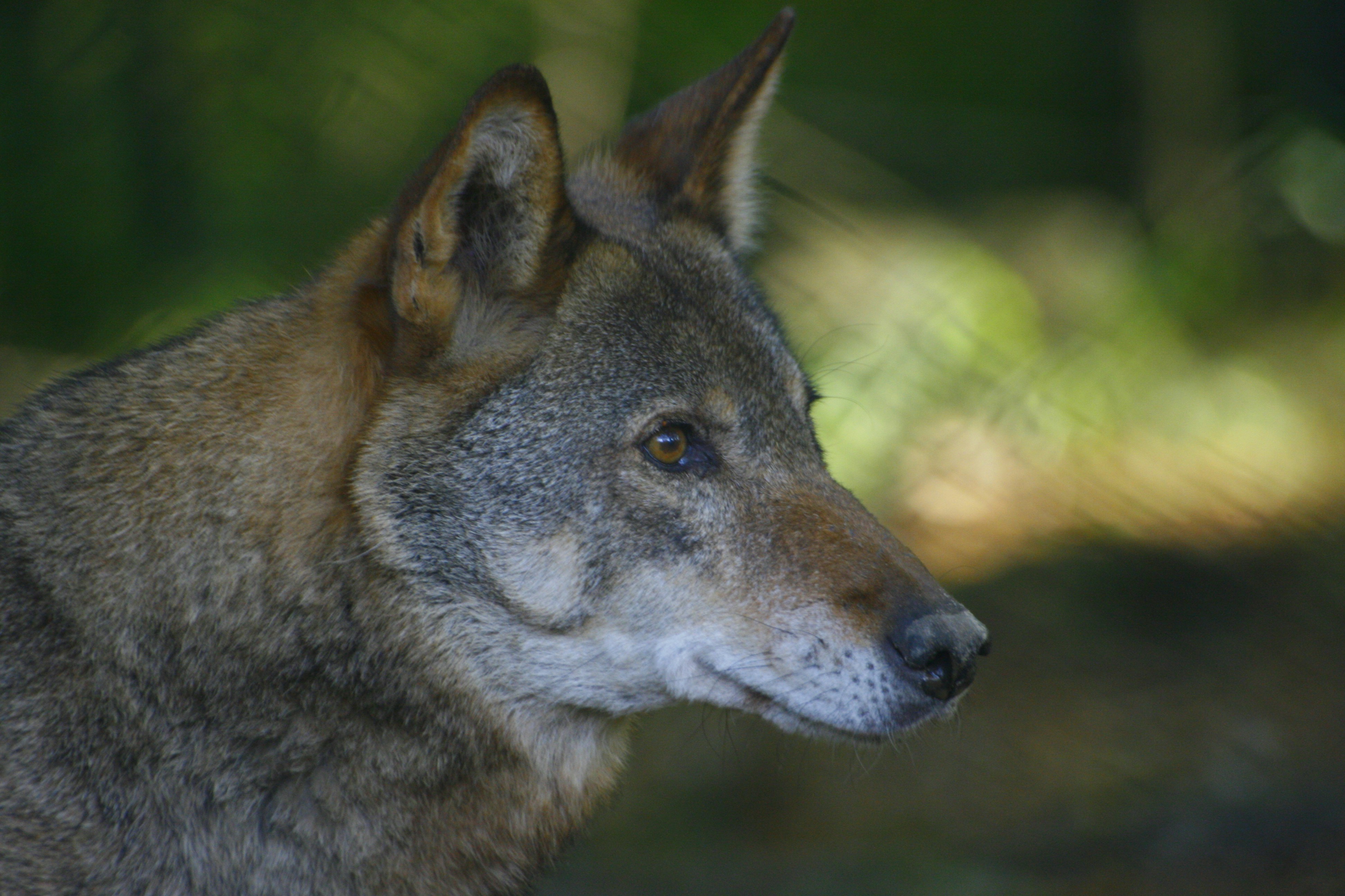 A wolf looking at the camera photo – Free Animal Image on Unsplash
