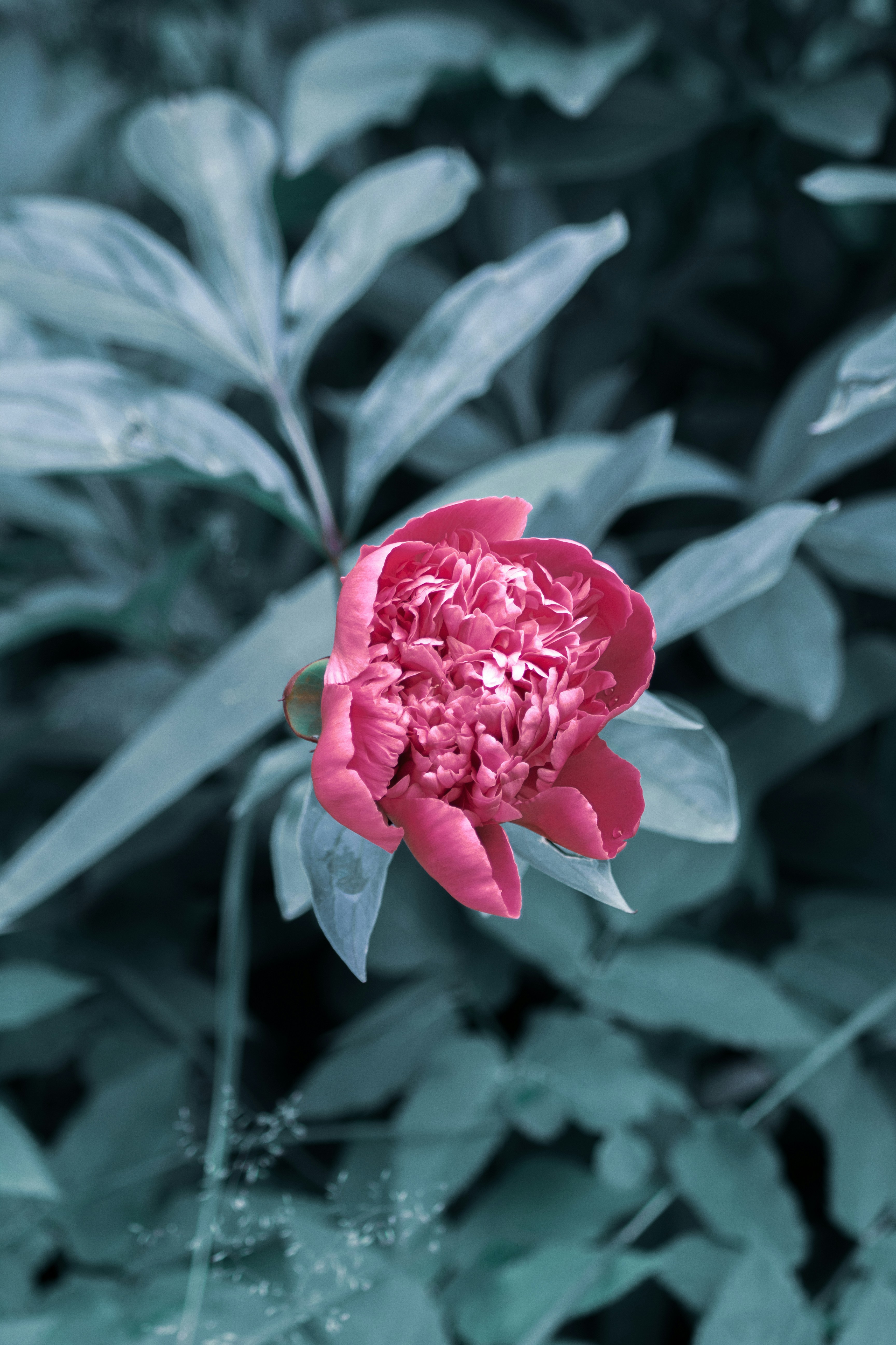 Crimson Peony Unfolding Amid Cyan-Tinted Foliage