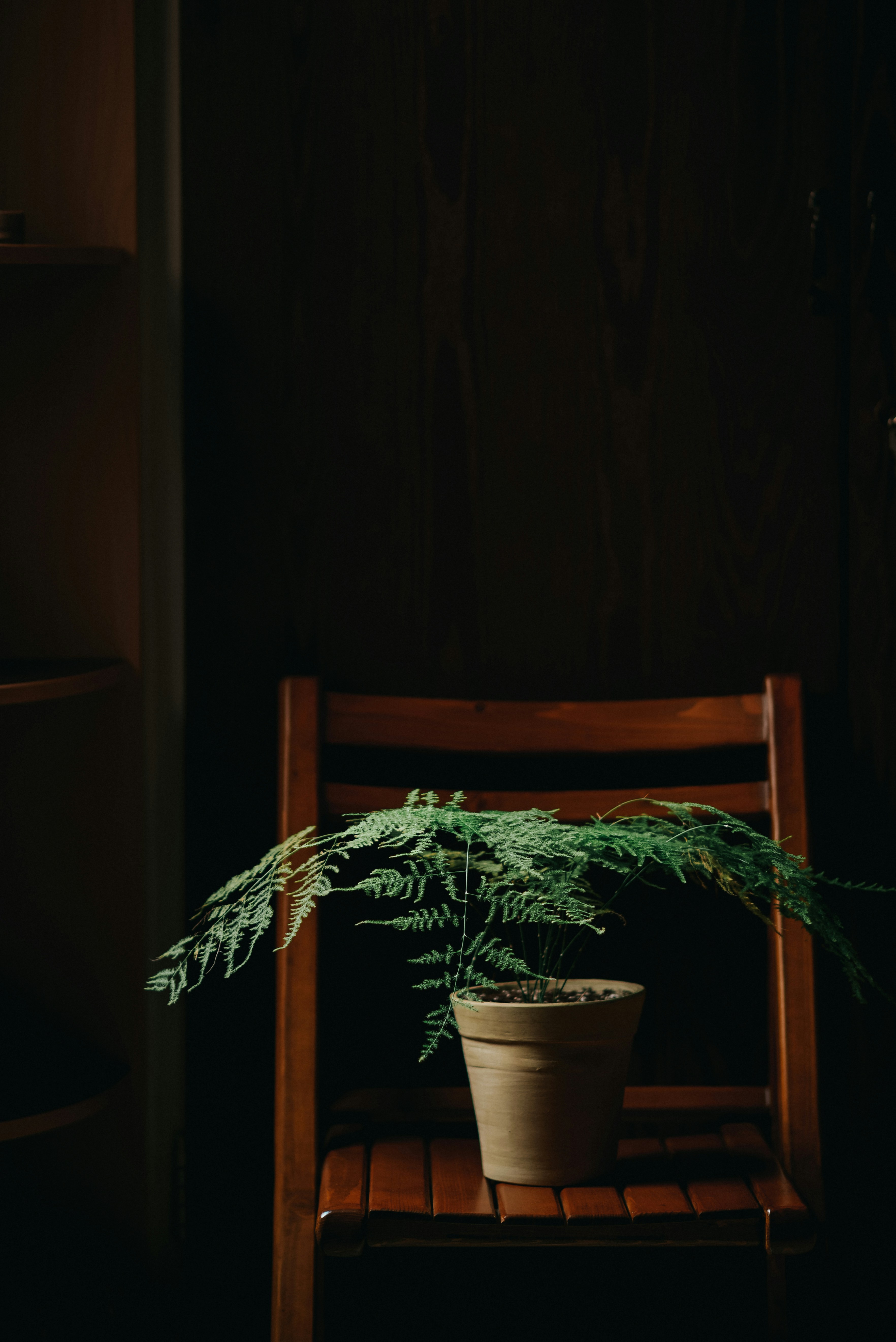 a potted plant on a bench