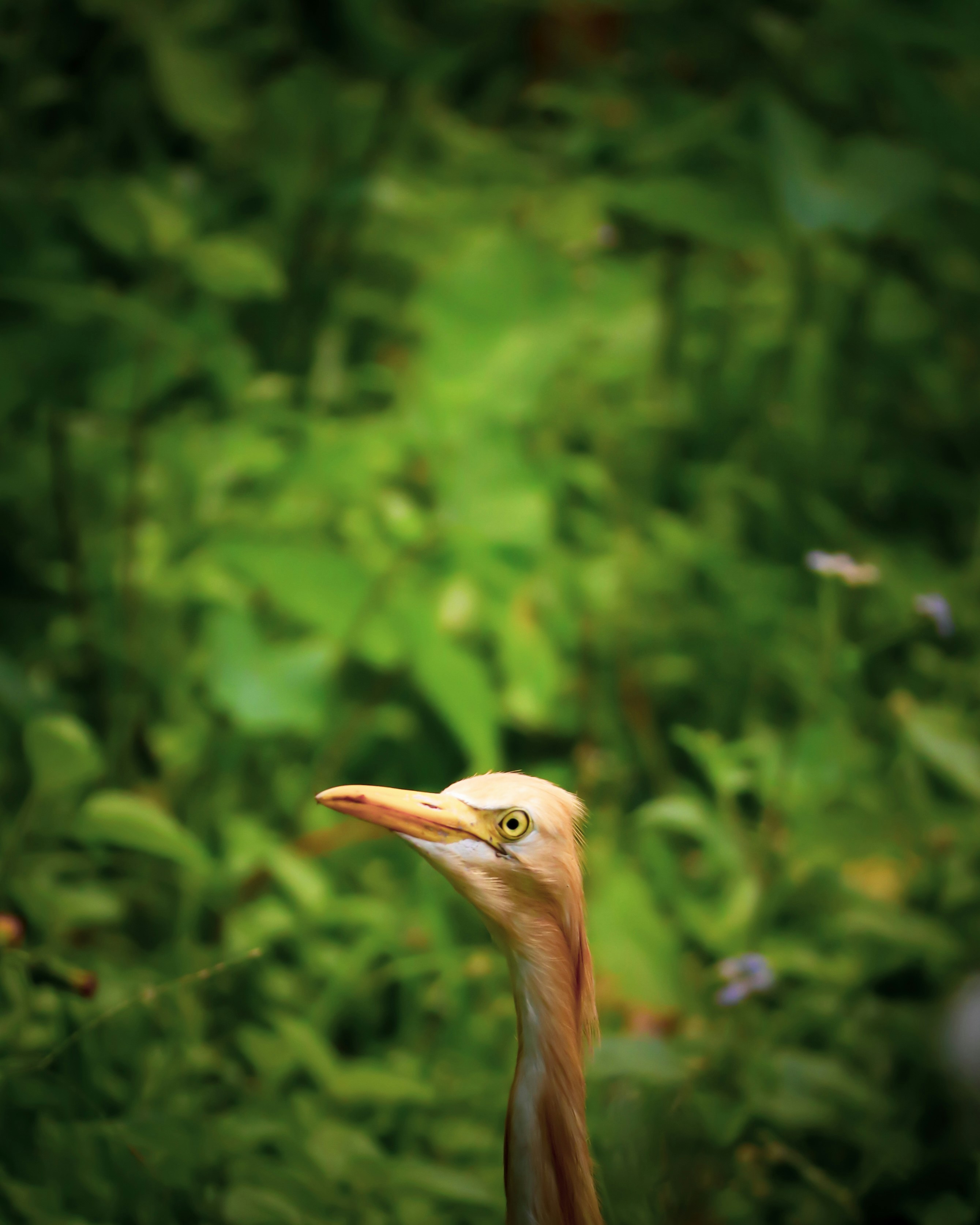 #cattleegret #photography 