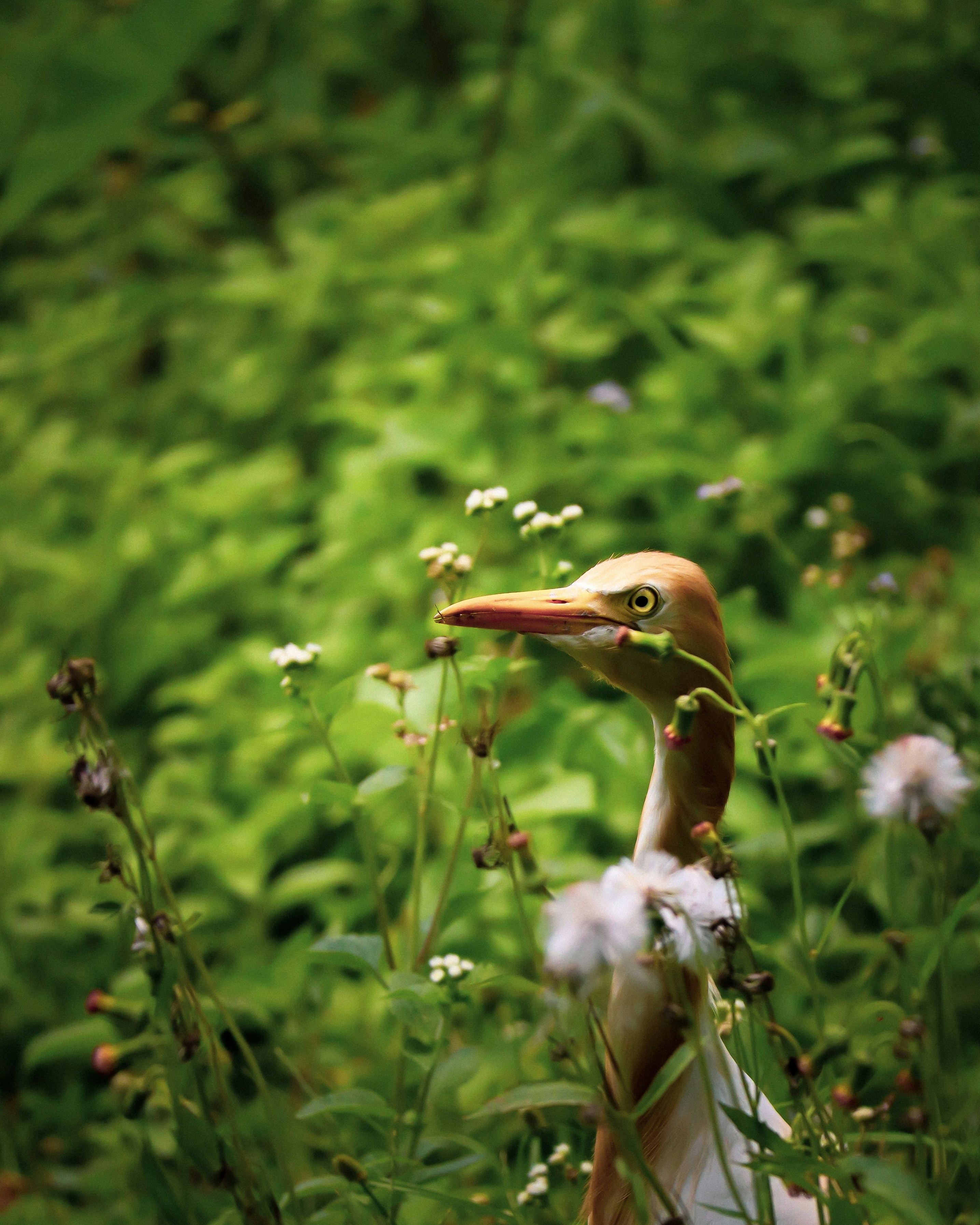 #cattleegret #photography 