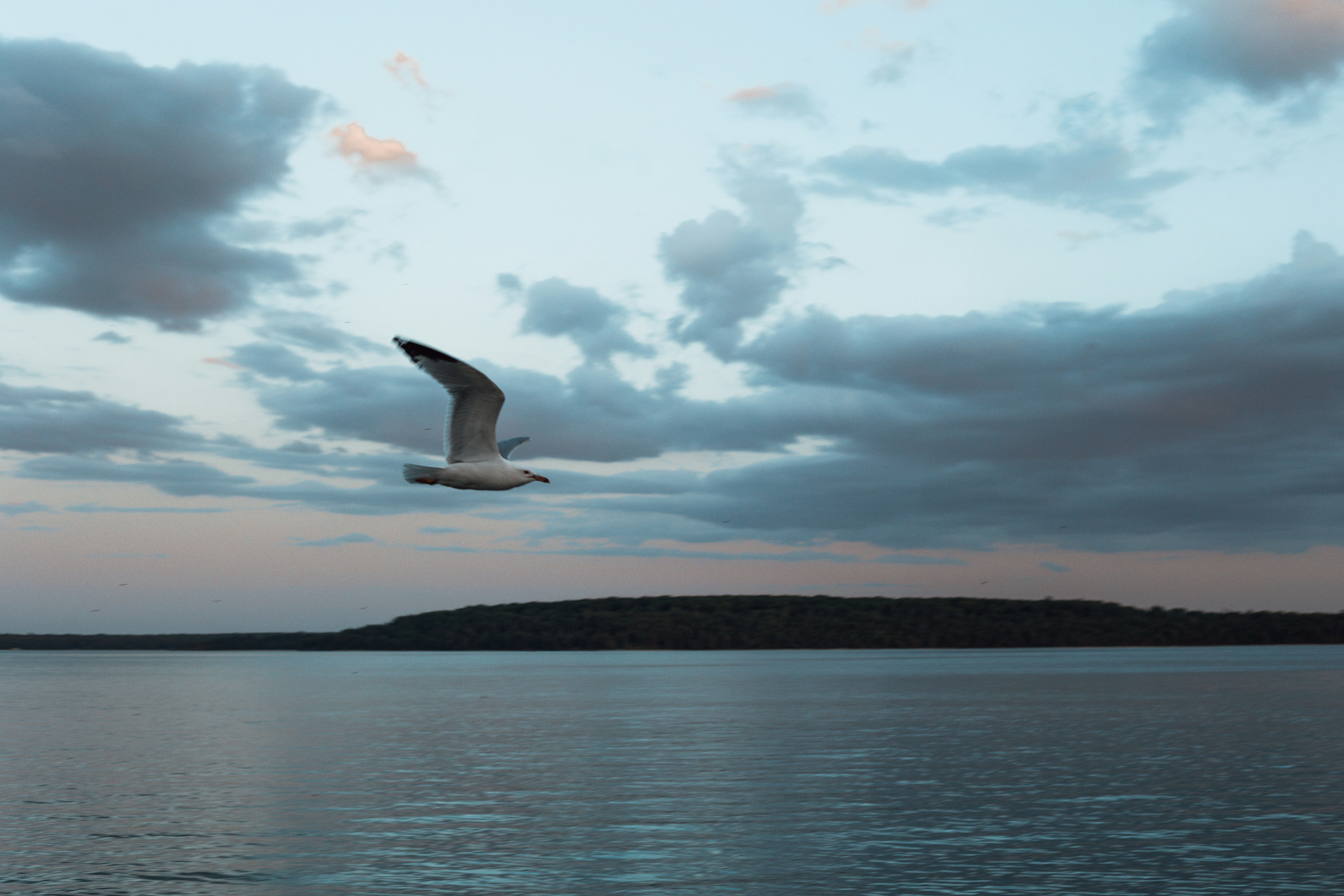 A bird flying over water photo – Free Mackinac island Image on Unsplash
