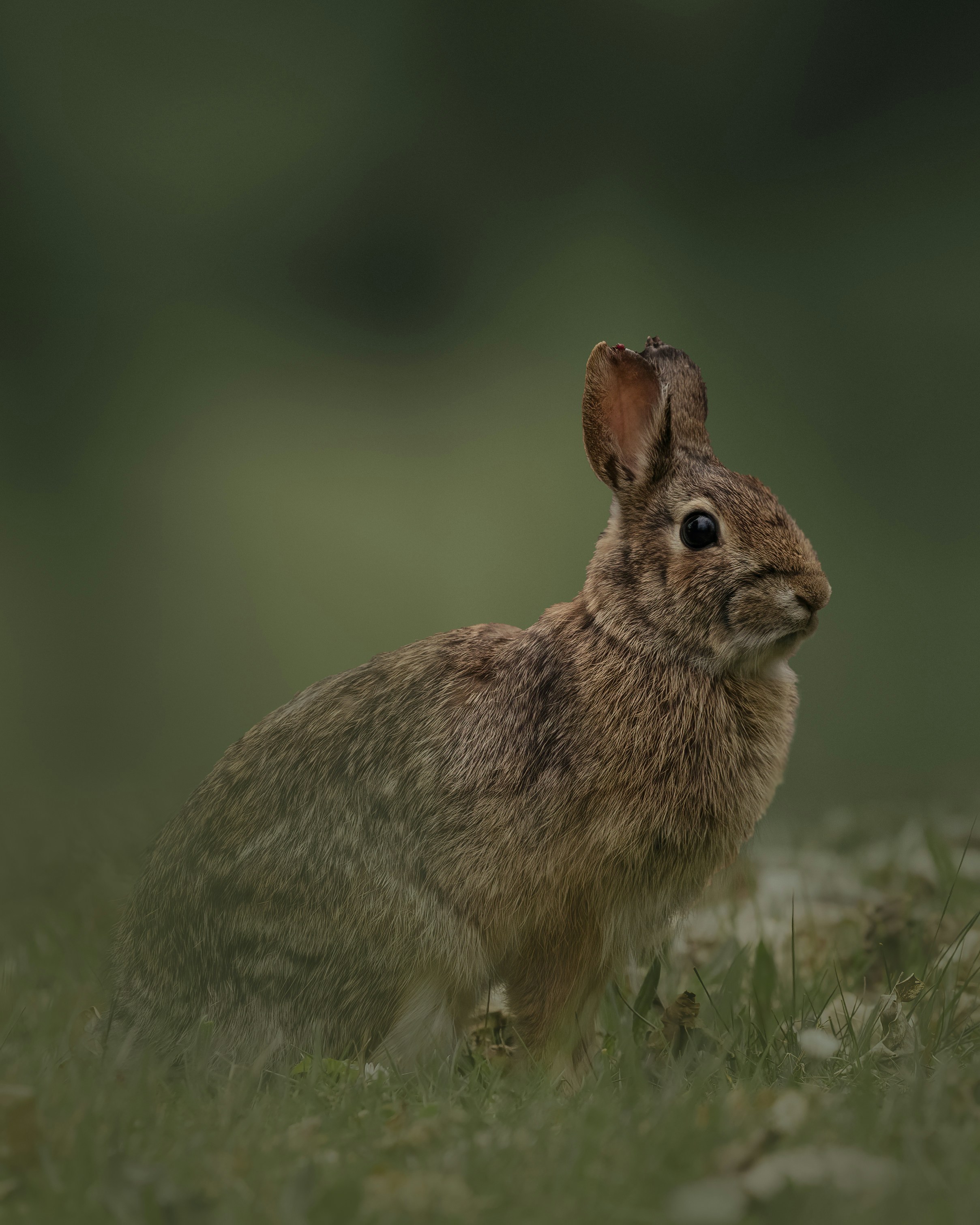 A brown rabbit standing on grass photo – Free Animal Image on Unsplash