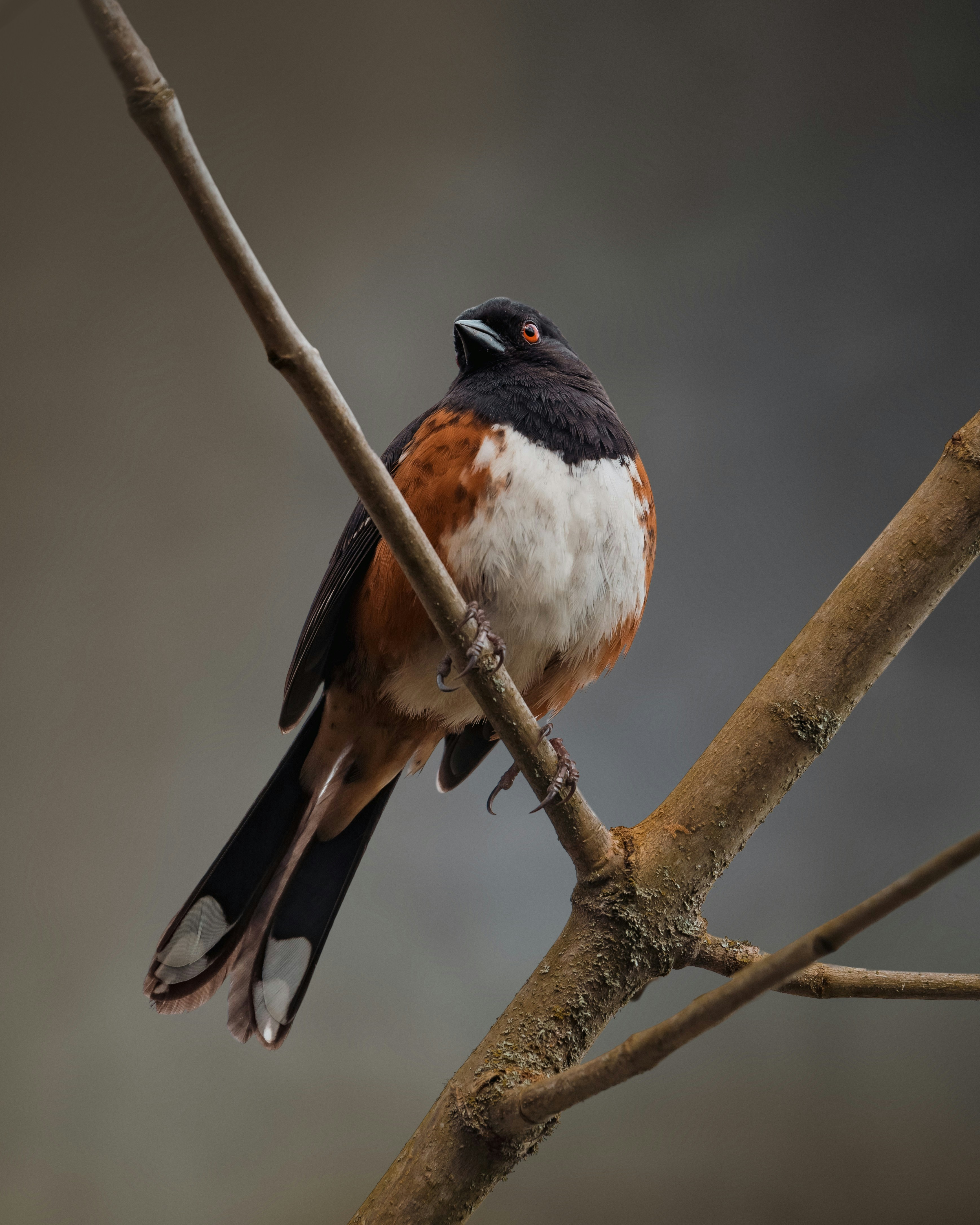 Robin of the Rainlit Branch: A Perched Scarlet-Breasted Visitor