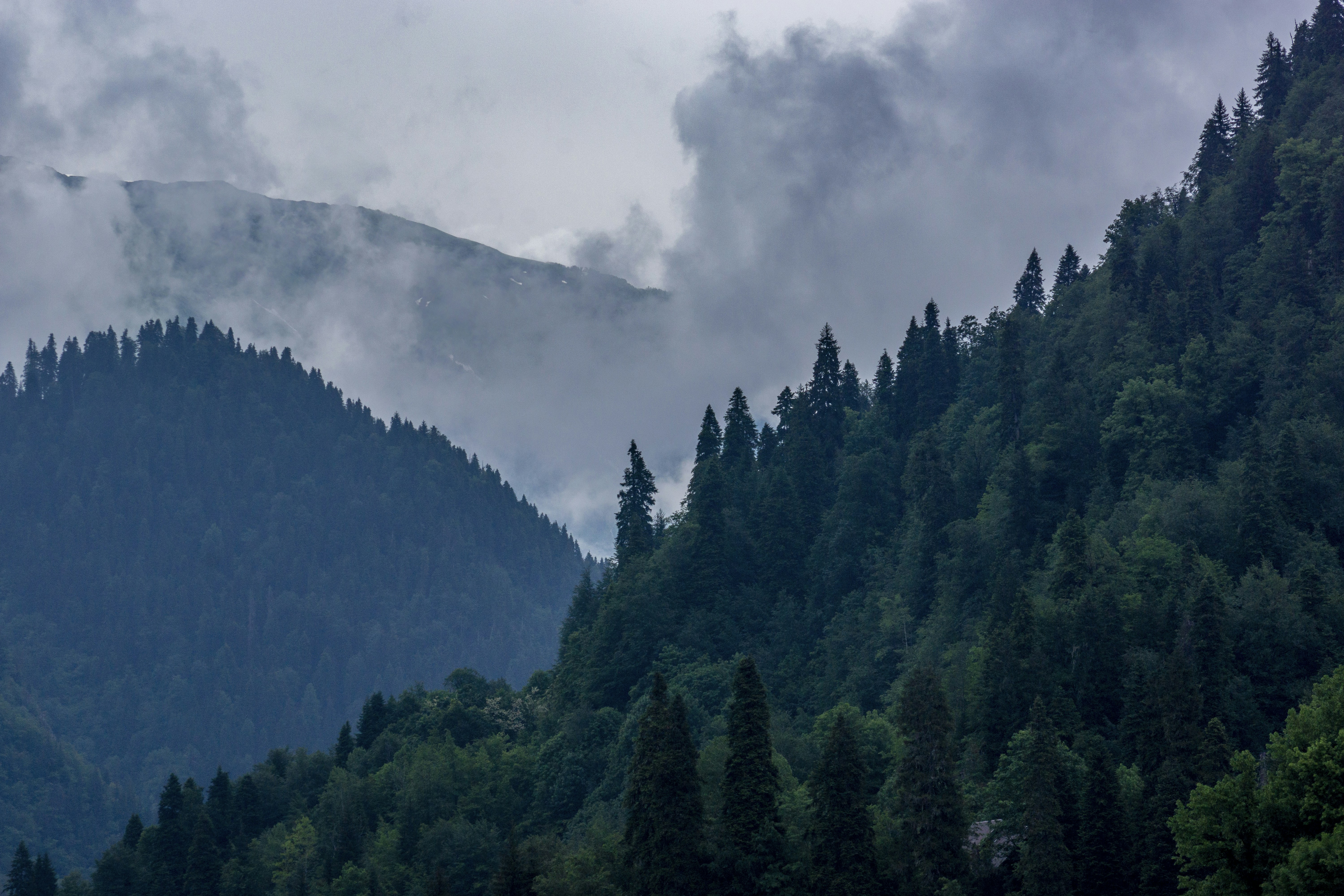Dense evergreens shrouded in mist, with distant peaks partially obscured by clouds. A serene landscape evokes a sense of tranquility.