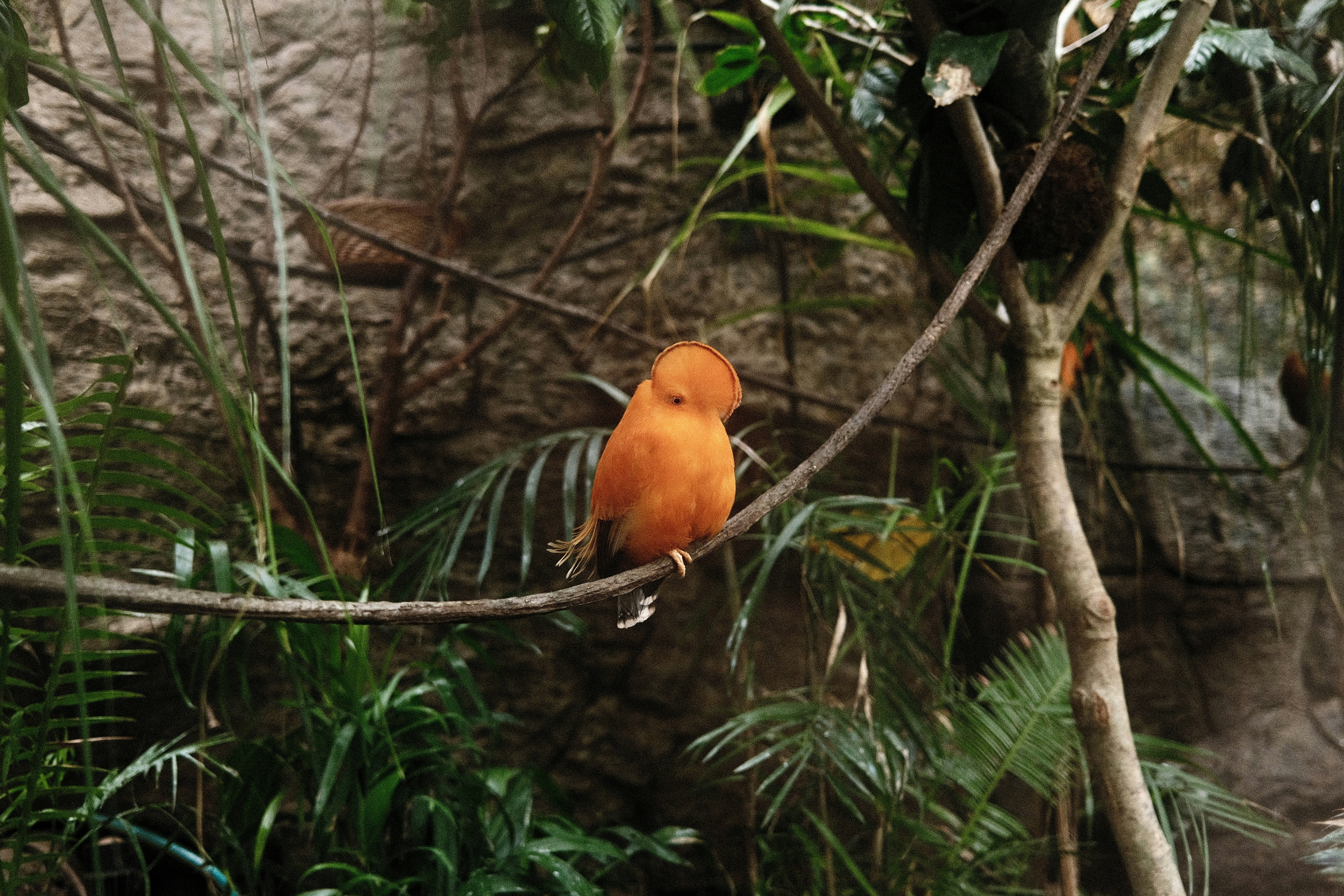 Photo by Fujiphilm with Fujifilm X100V