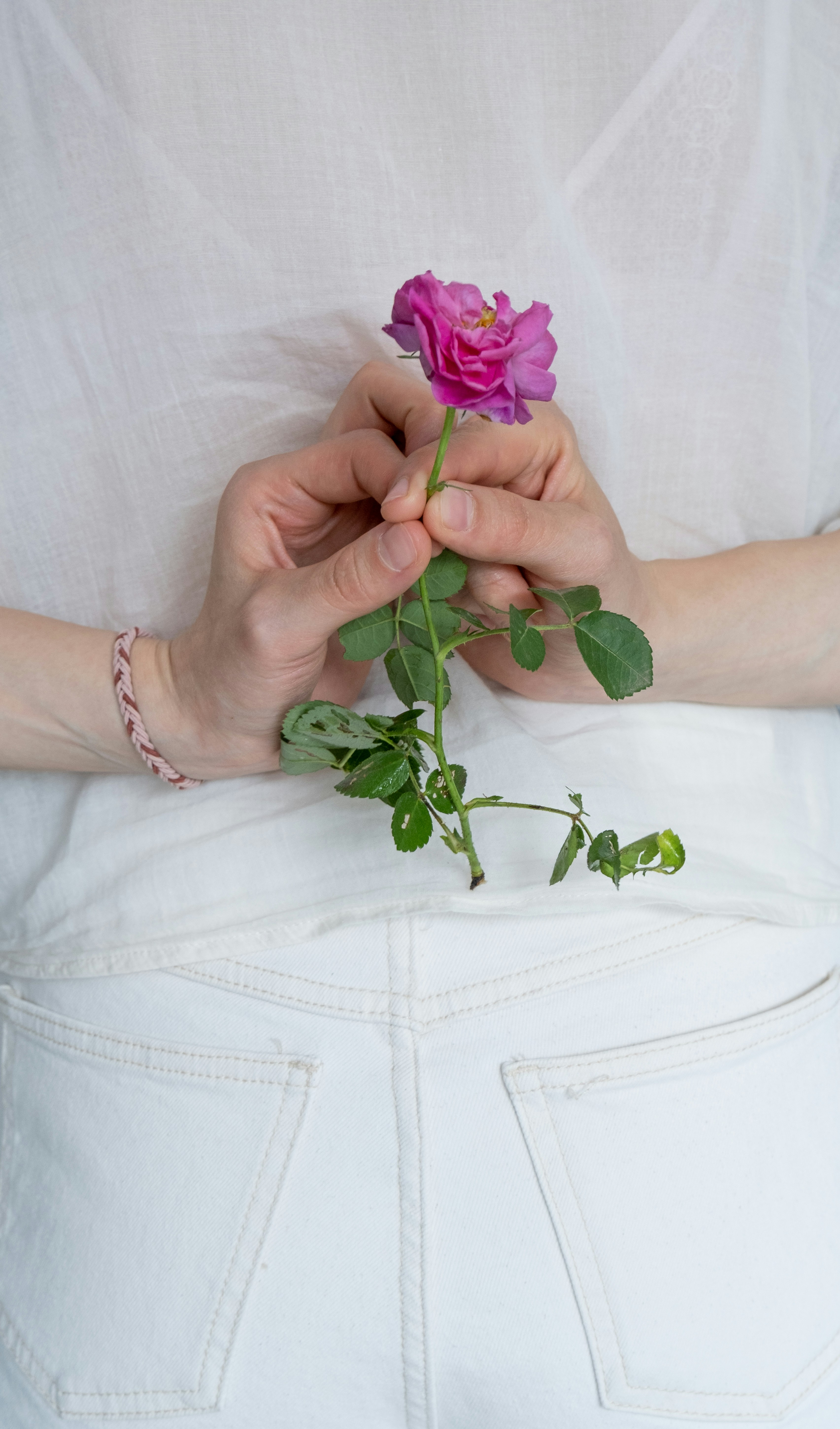 Tender Hold: A Pink Rose Grasped Between Quiet Hands Against a White Backdrop